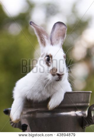 Rabbit Tank Natural Image & Photo (Free Trial) | Bigstock