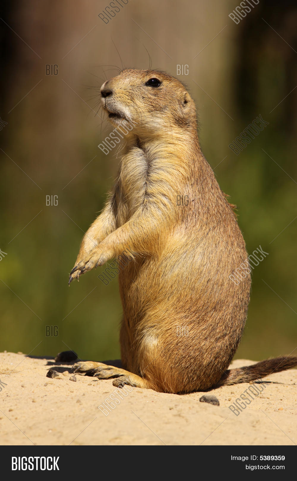 Prairie Dog Standing Image & Photo (Free Trial) | Bigstock
