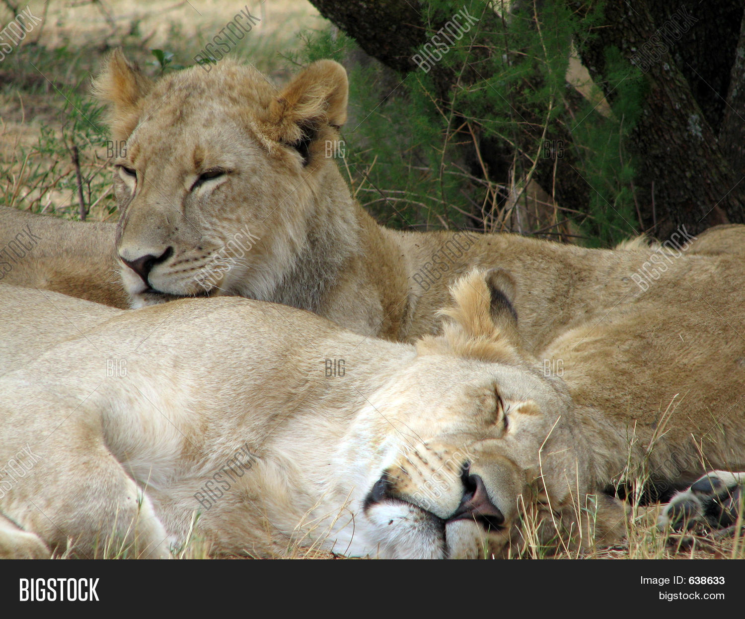African Lion Cabs Image & Photo (Free Trial) | Bigstock