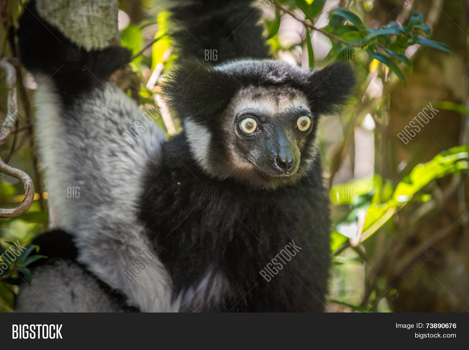 Indri, Largest Lemur Image & Photo (Free Trial) | Bigstock