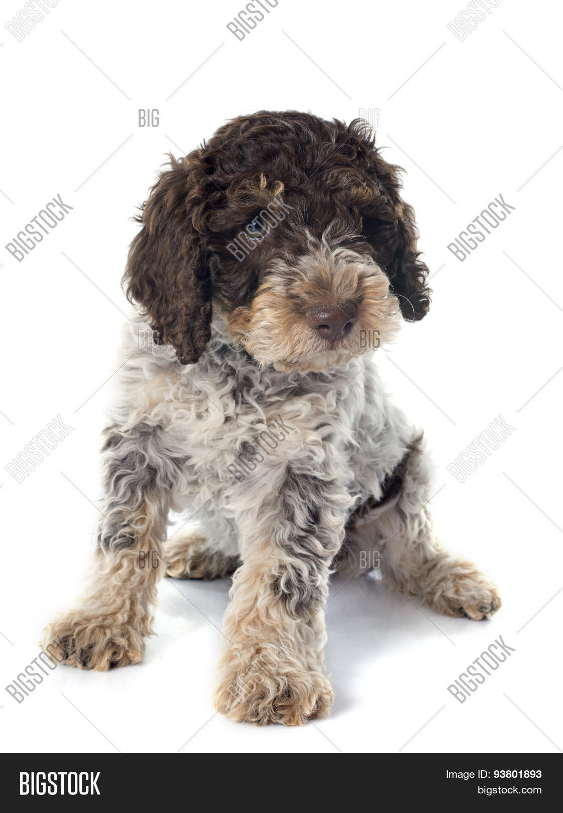 Romagna Water Dog Image & Photo (Free Trial) | Bigstock