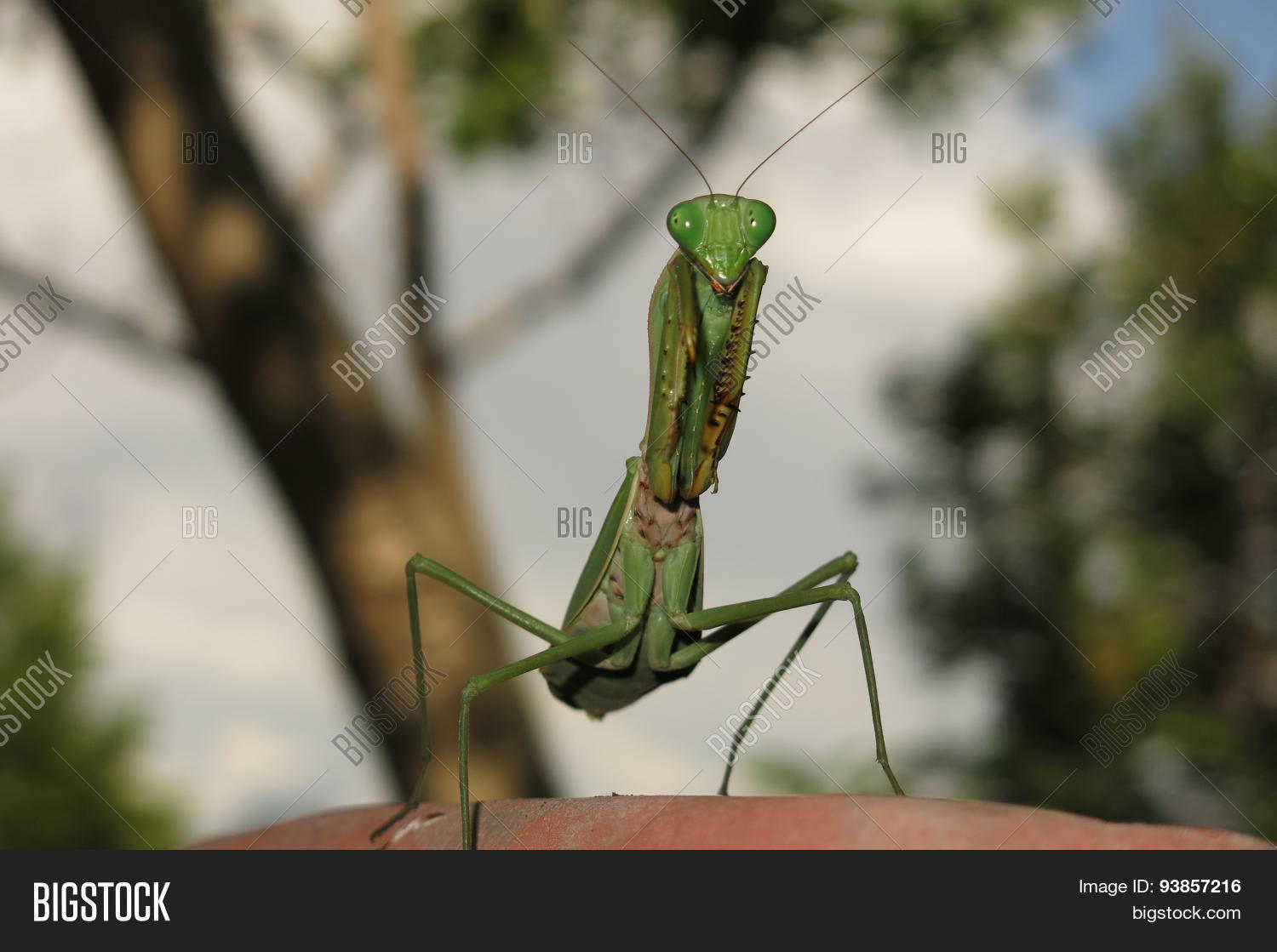 Green Praying Mantis Image & Photo (Free Trial) | Bigstock