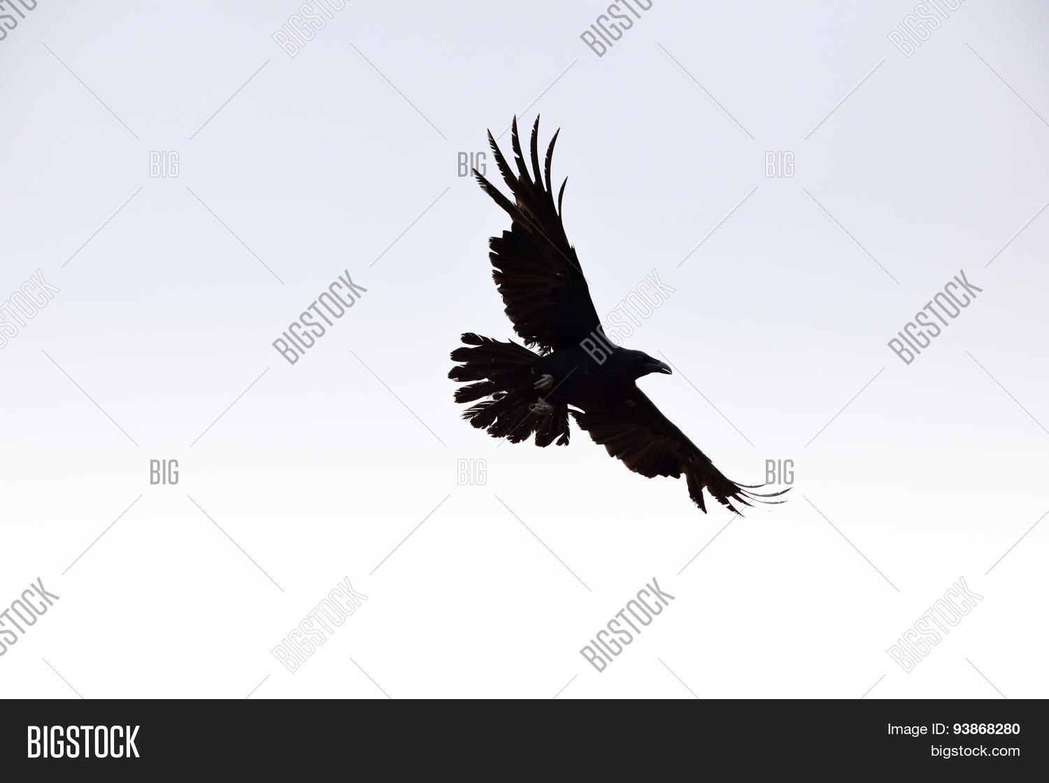 Black Scary Raven Image & Photo (Free Trial) | Bigstock