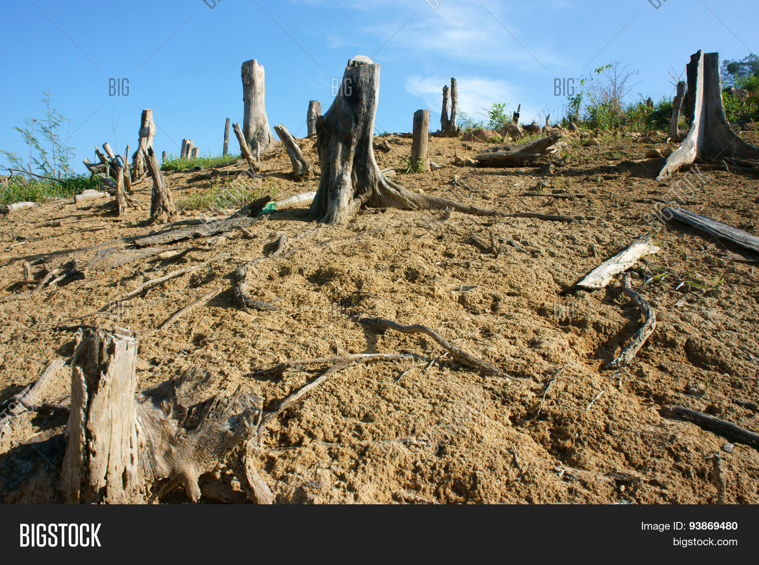 Deforestation, Stump, Image & Photo (Free Trial) | Bigstock