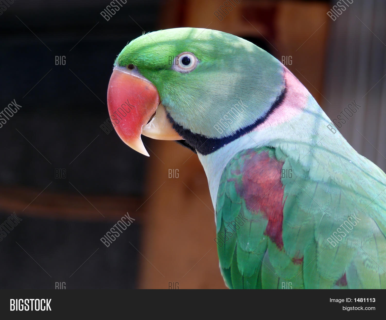 South American Parrots