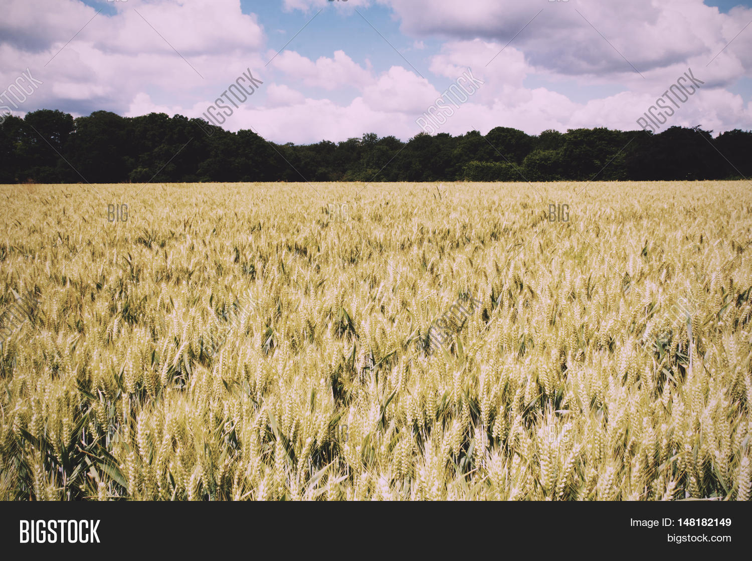 Wheat Growing Field Image & Photo (Free Trial) | Bigstock