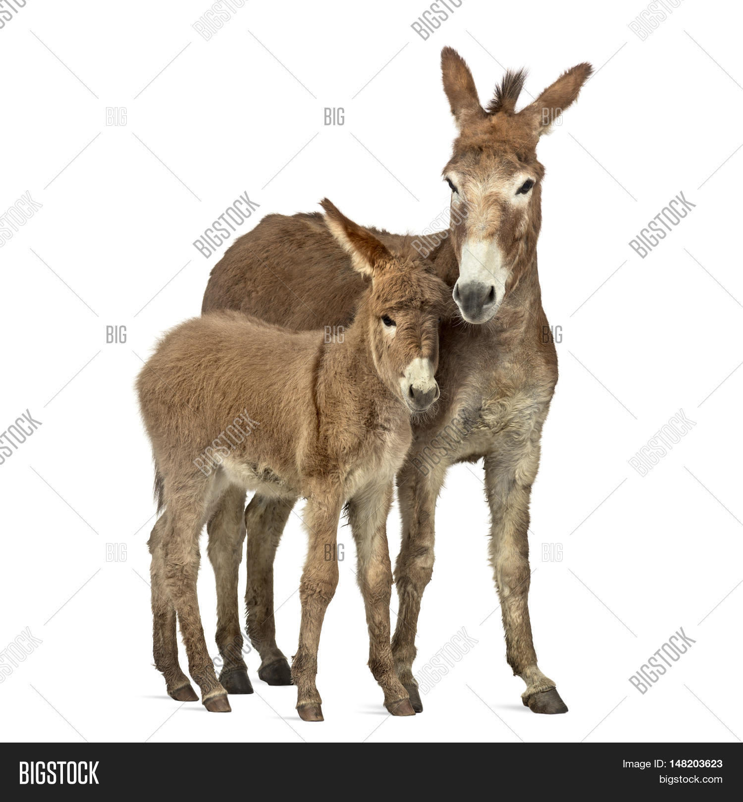 Mother Provence Donkey Image & Photo (Free Trial) | Bigstock