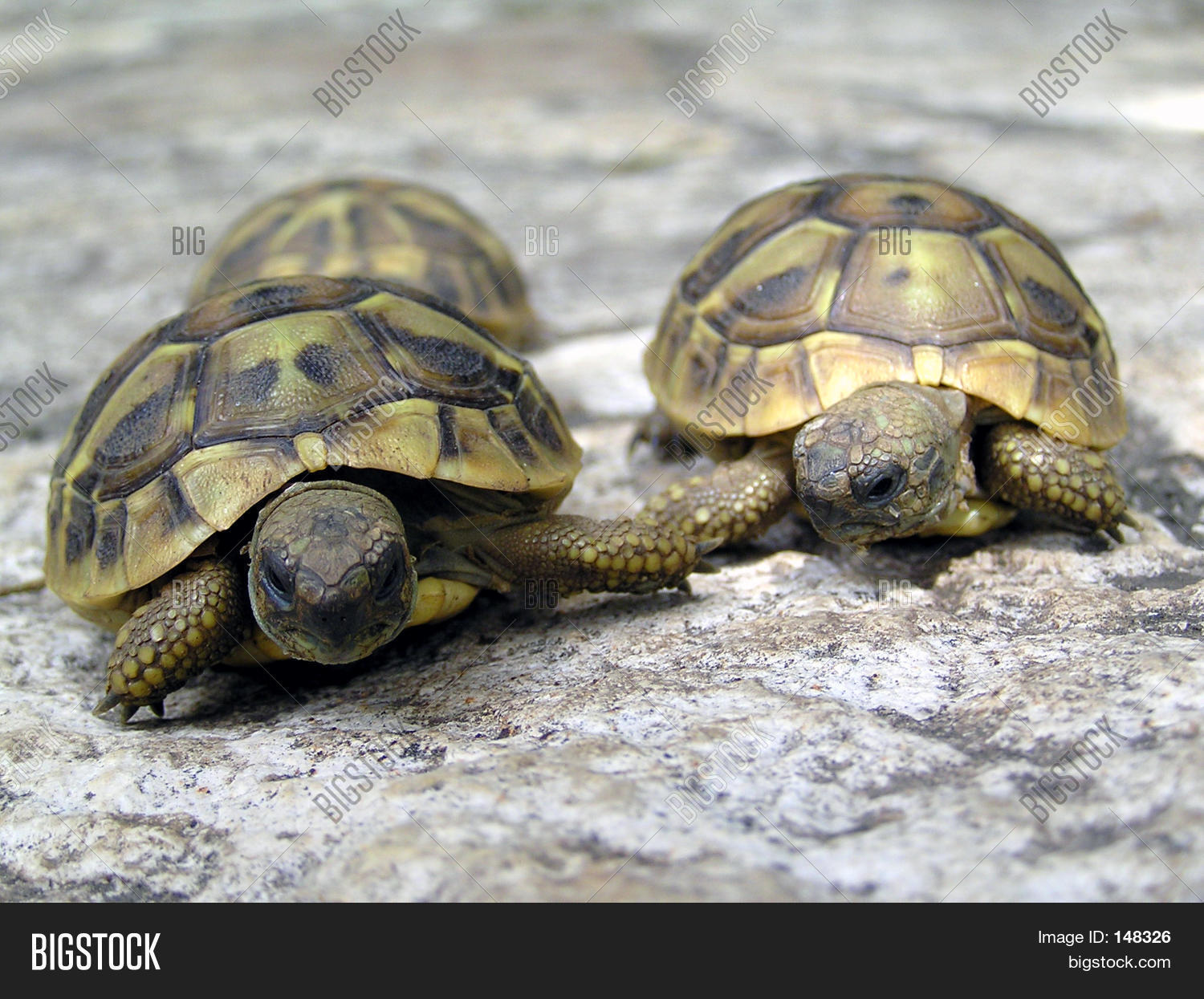Three Small Turtles Image & Photo (Free Trial) | Bigstock