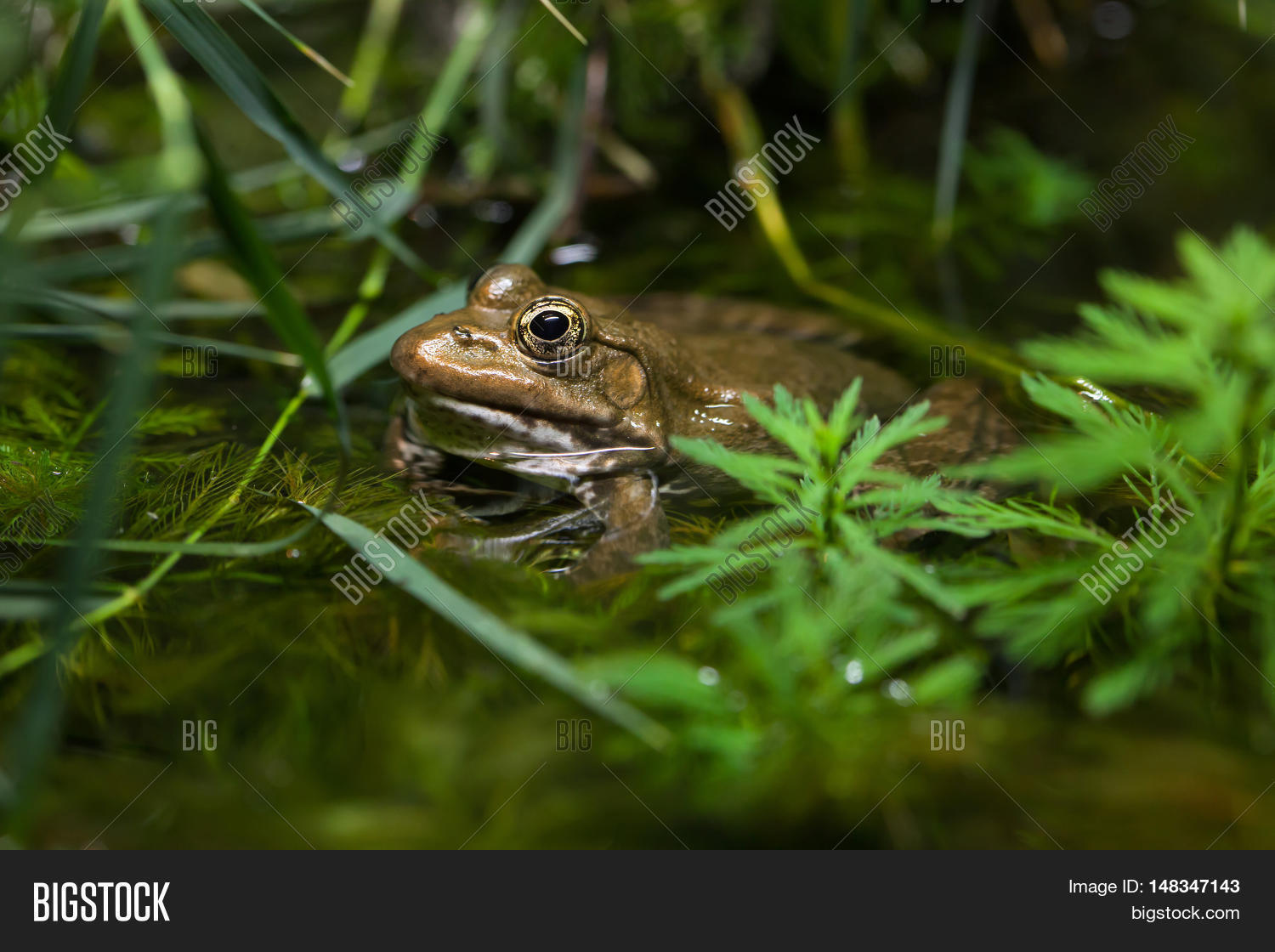 Marsh Frog (Pelophylax Image & Photo (Free Trial) | Bigstock