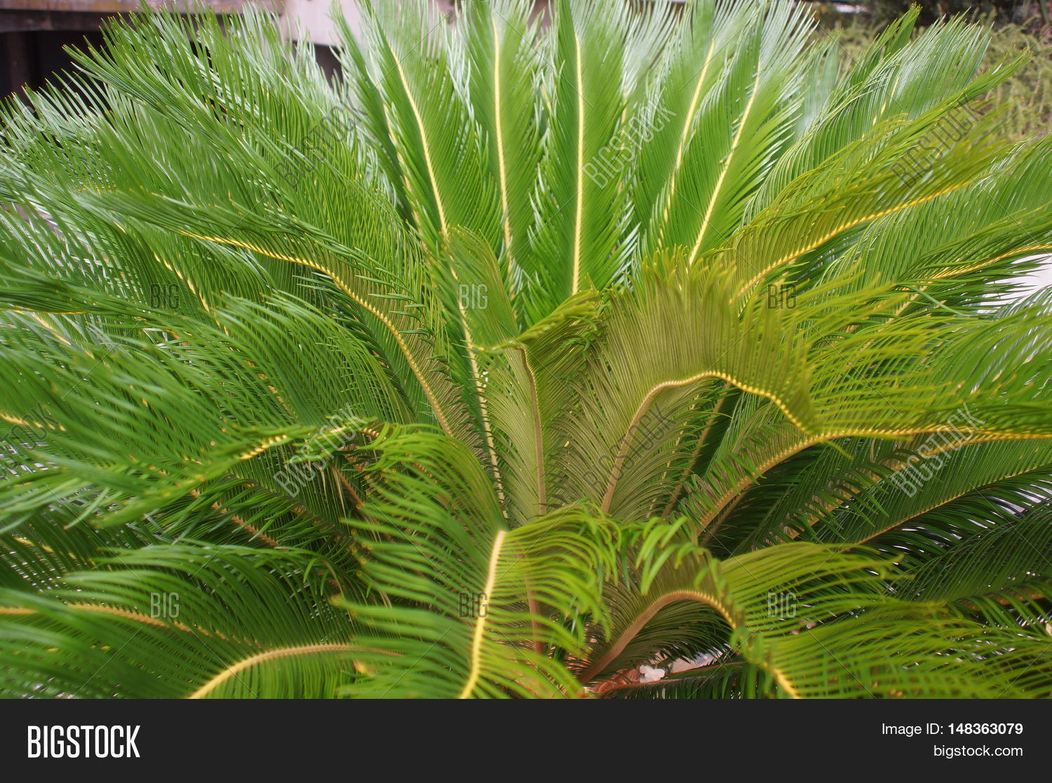 Cycas Cycad Tropical Image & Photo (Free Trial) | Bigstock
