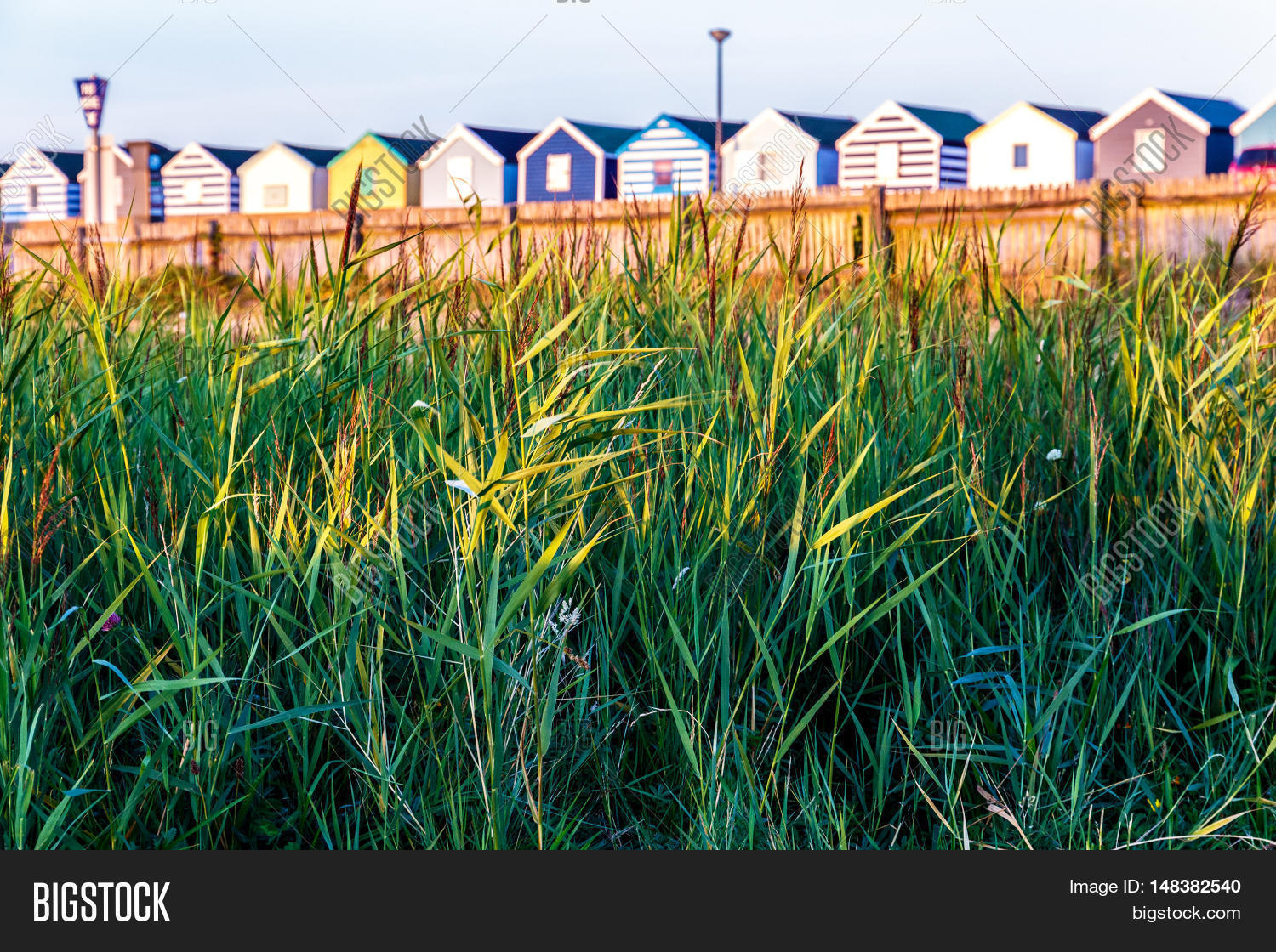 Green Reeds Row Beach Image & Photo (Free Trial) | Bigstock