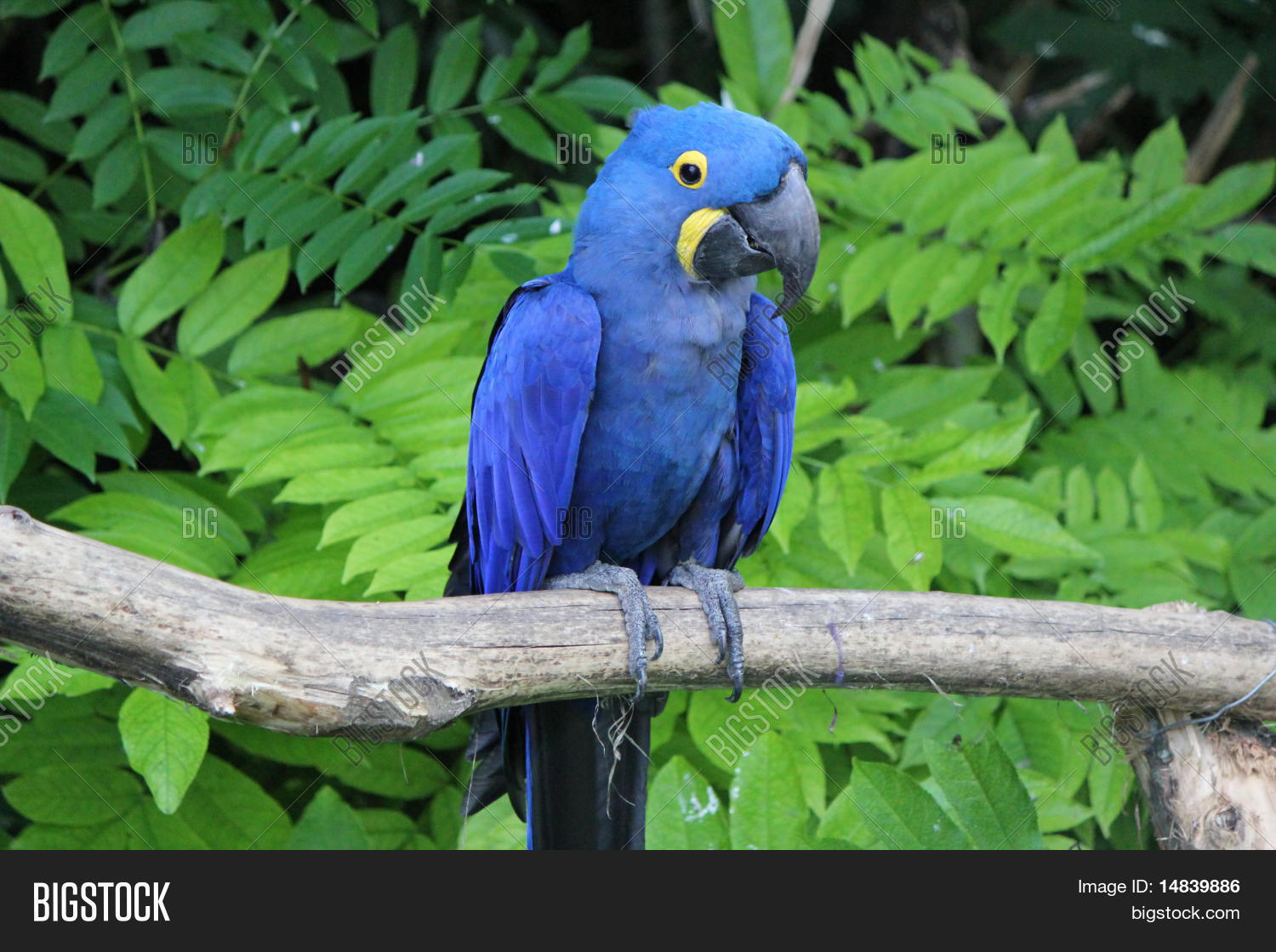Hyacinthe Macaw Image & Photo (Free Trial) | Bigstock