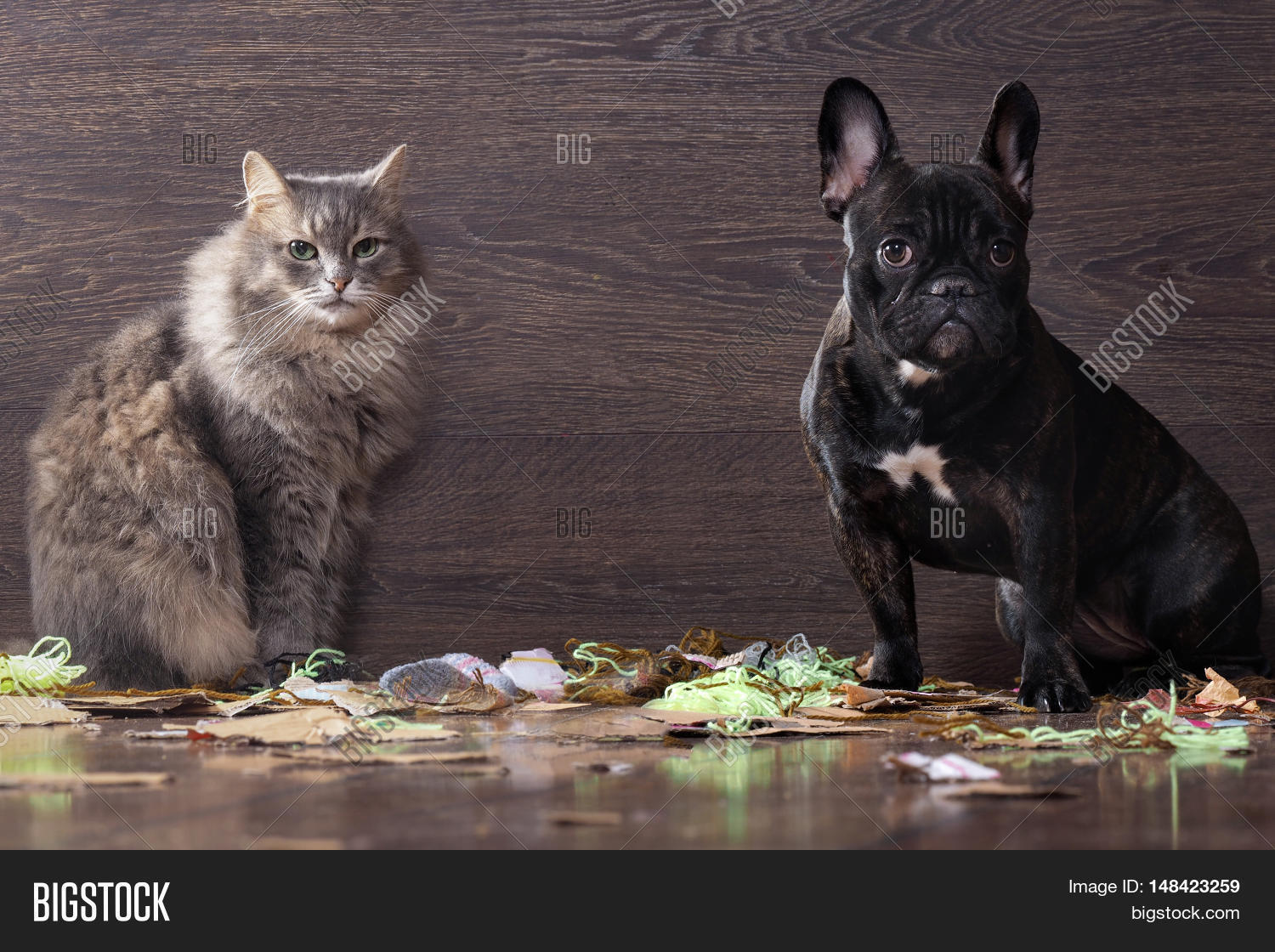 Blame Dog Cat Among Image & Photo (Free Trial) | Bigstock