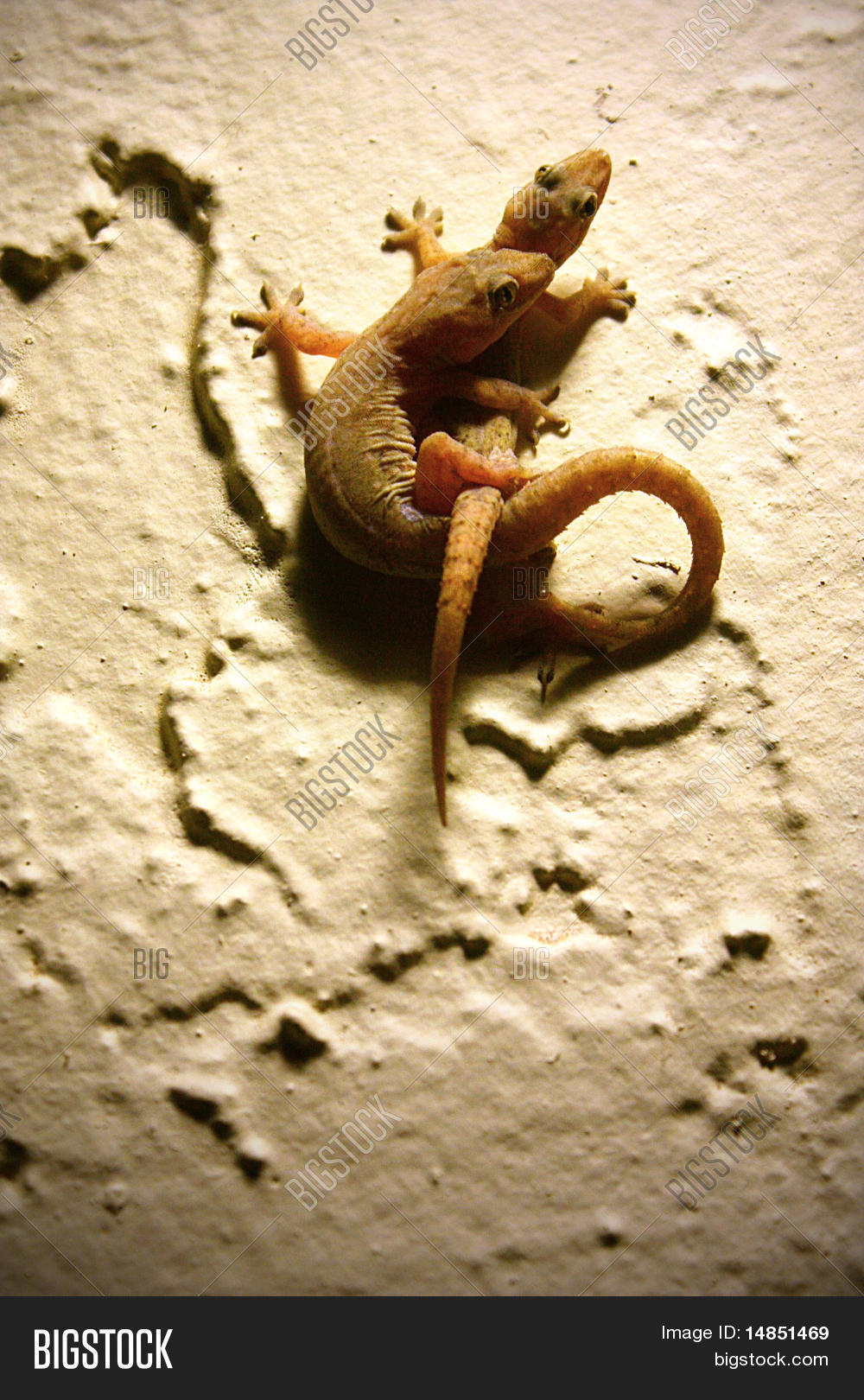 Mating Geckos Image & Photo (Free Trial) | Bigstock