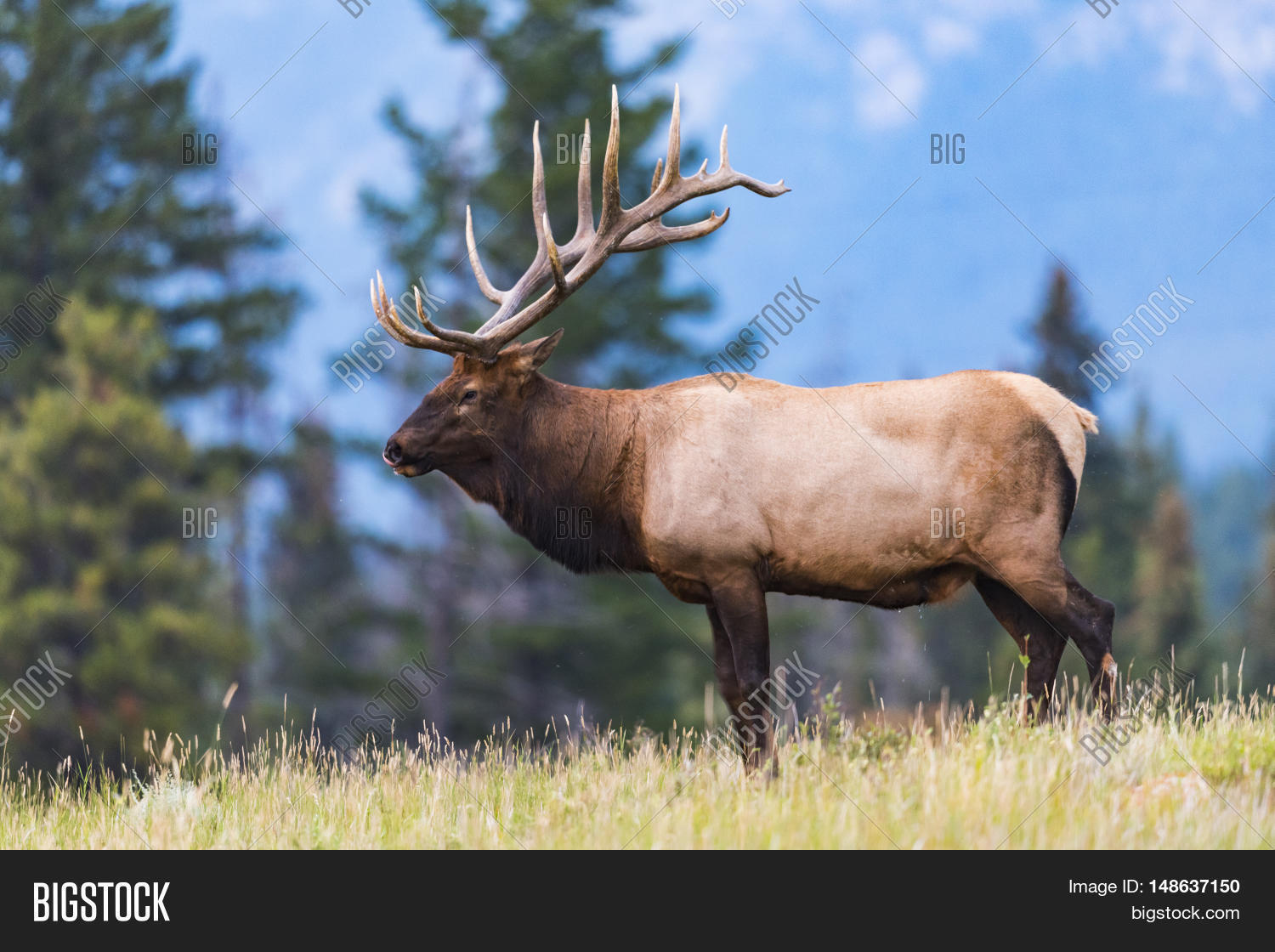 Elk (cervus Canadensis Image & Photo (Free Trial) | Bigstock