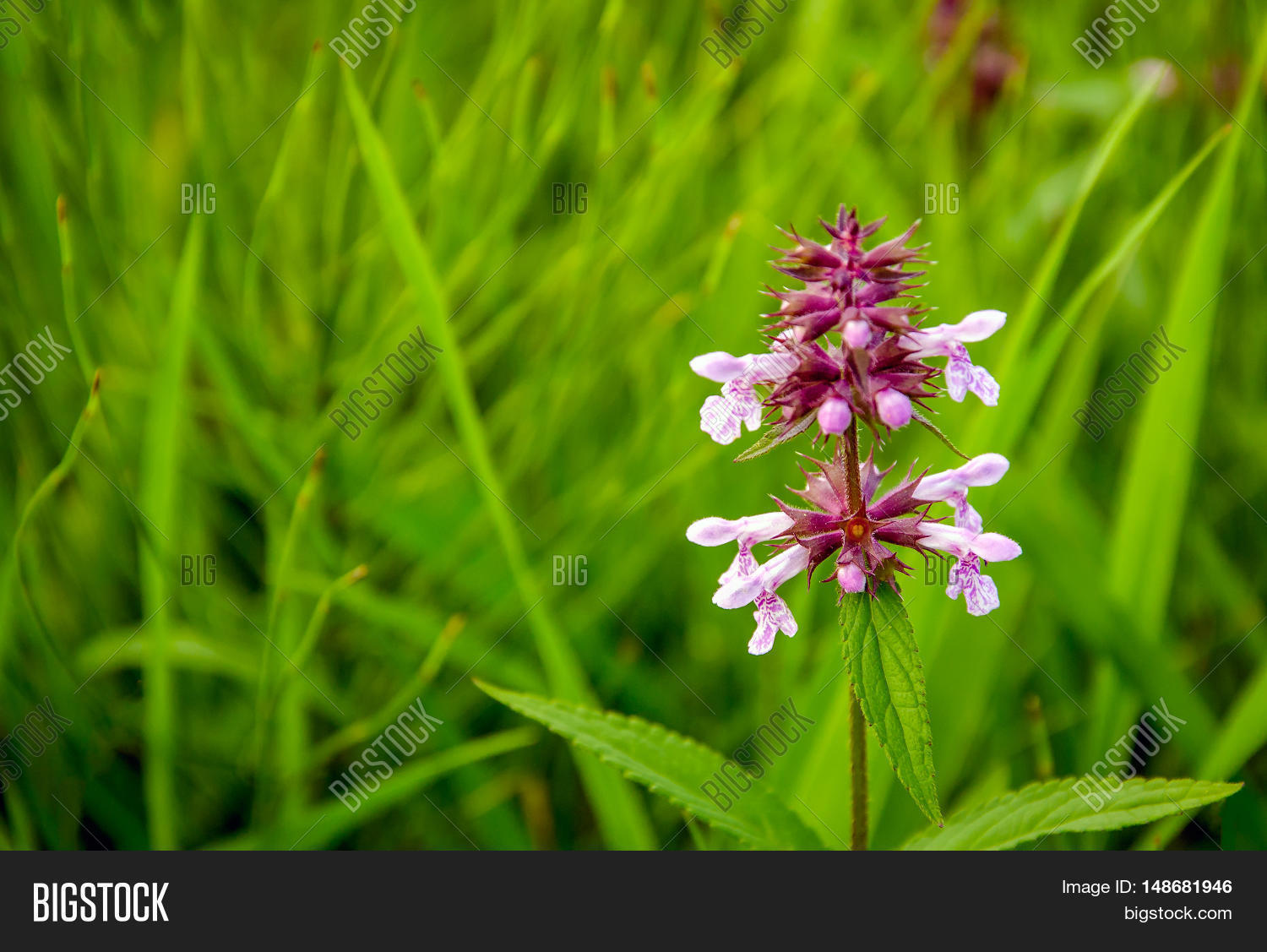 Closeup Overblown Pink Image & Photo (Free Trial) | Bigstock