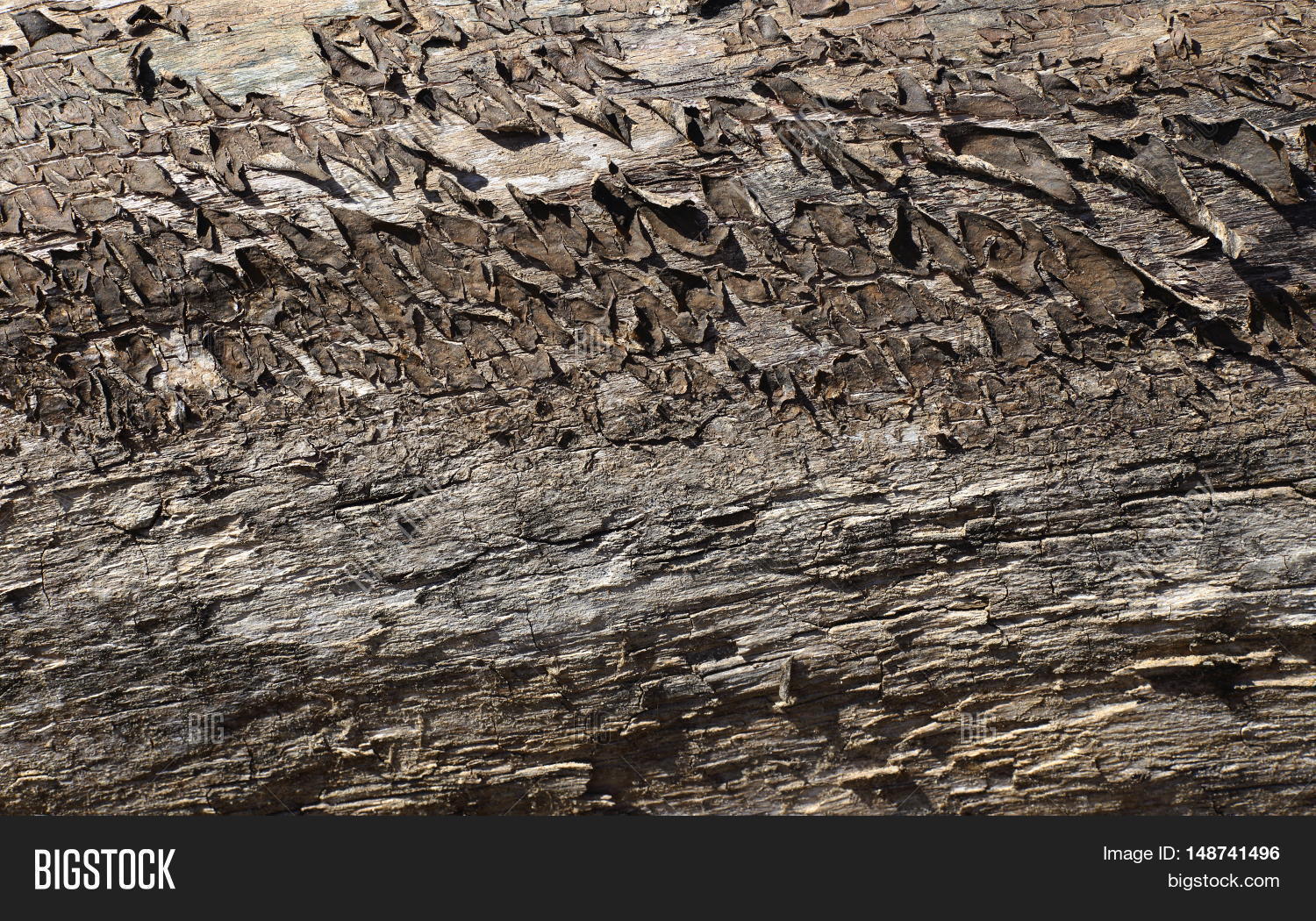 Rough Old Wood Texture Image & Photo (Free Trial) | Bigstock