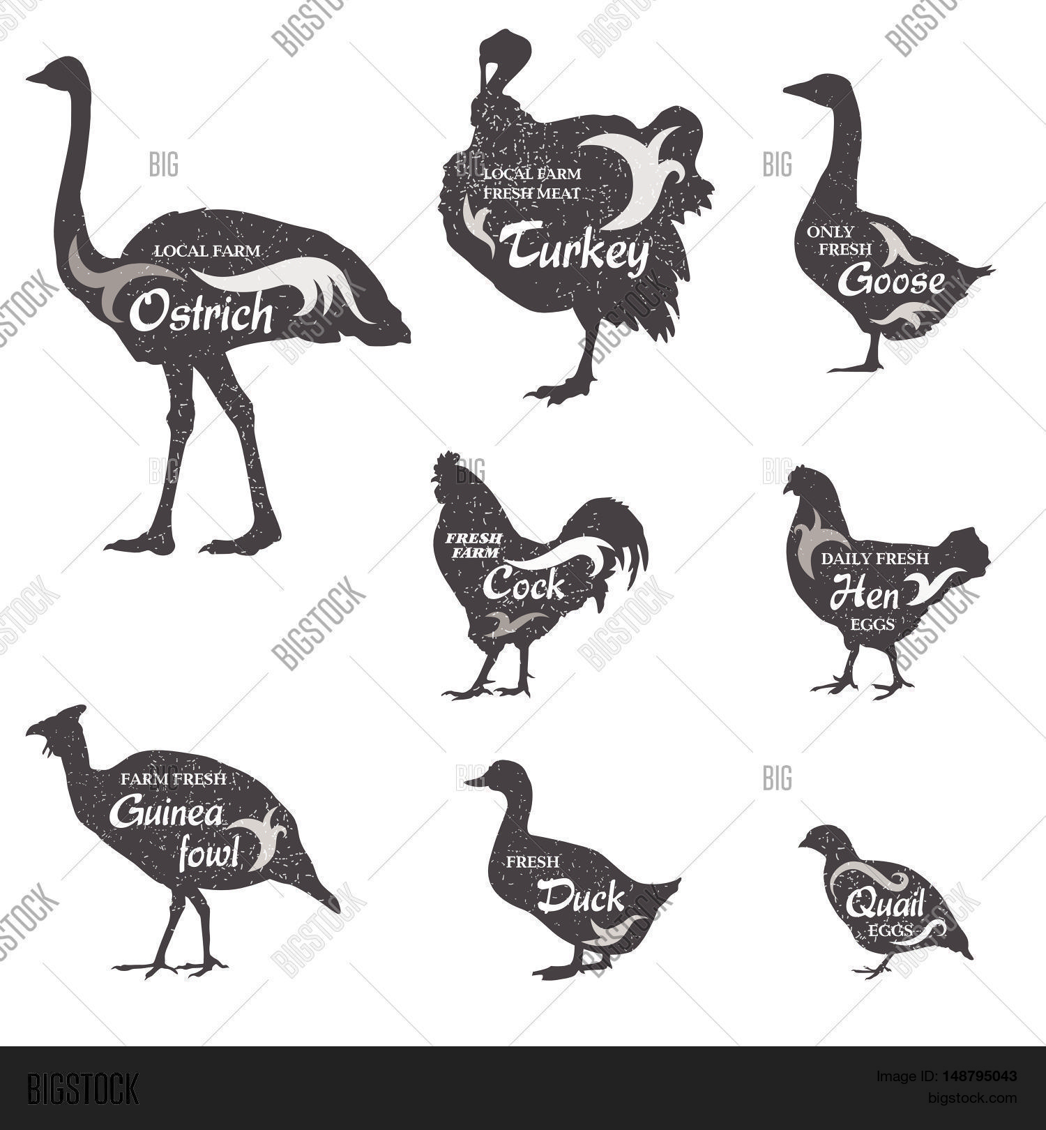 Poultry Icons Sample Vector & Photo (Free Trial) | Bigstock