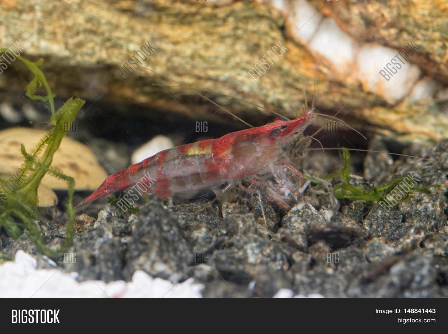 Freshwater Shrimp Image & Photo (Free Trial) | Bigstock