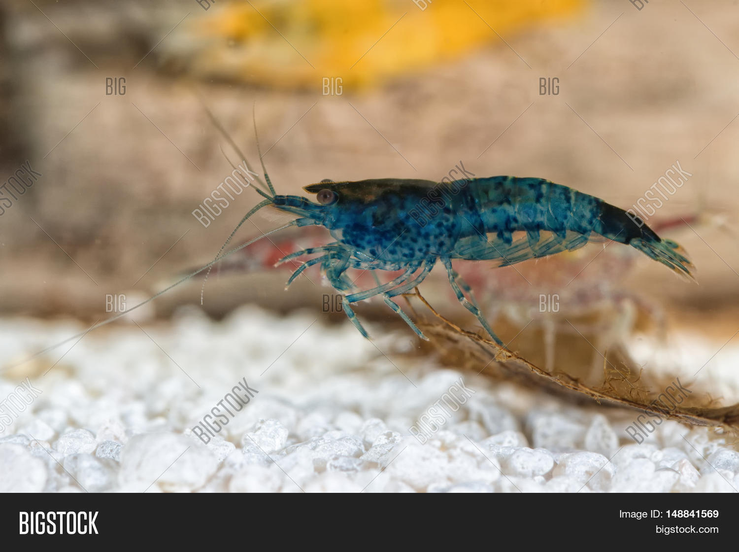 Freshwater Shrimp Image & Photo (Free Trial) | Bigstock