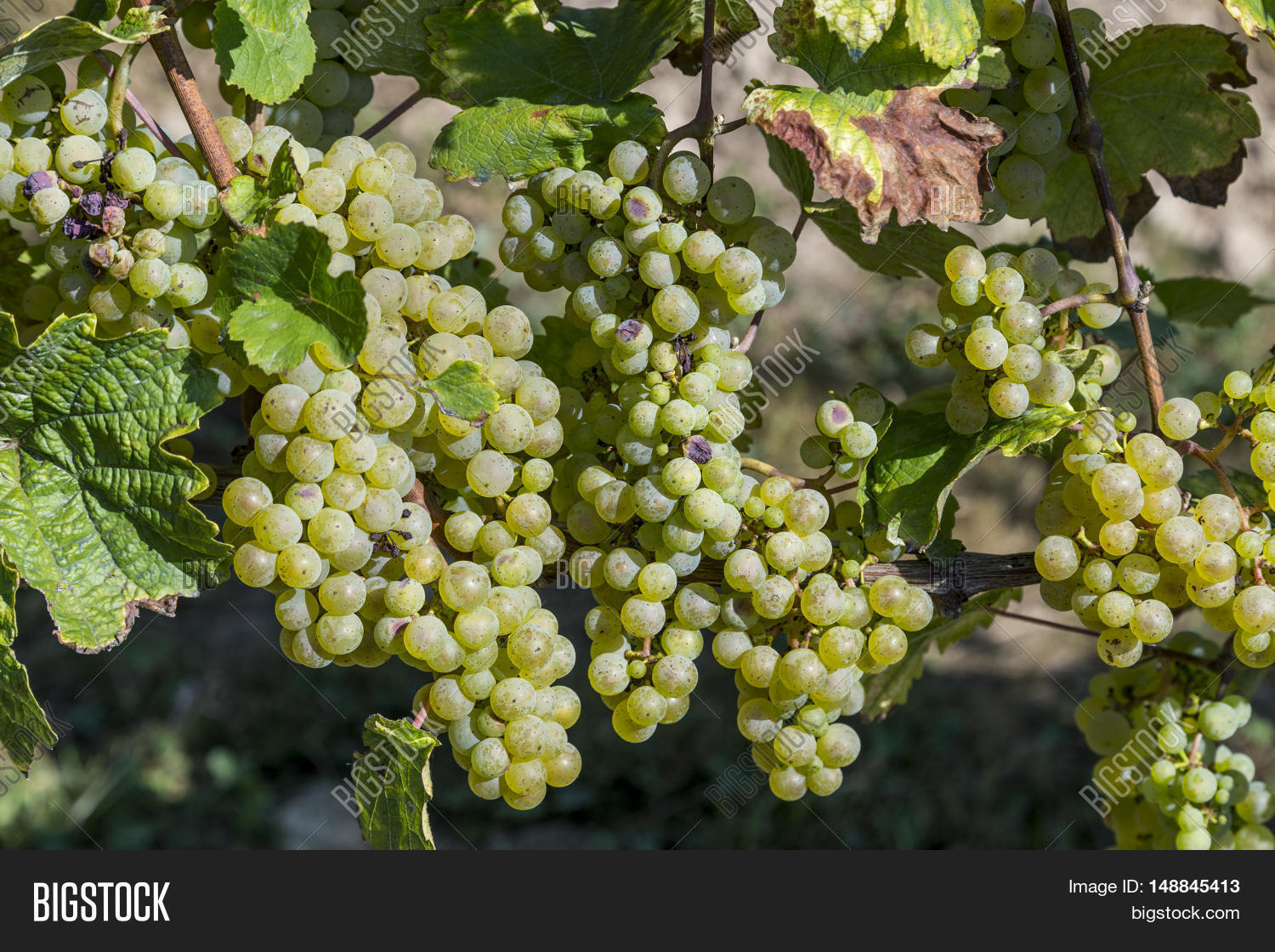 Bunch Green Grapes On Image & Photo (Free Trial) | Bigstock