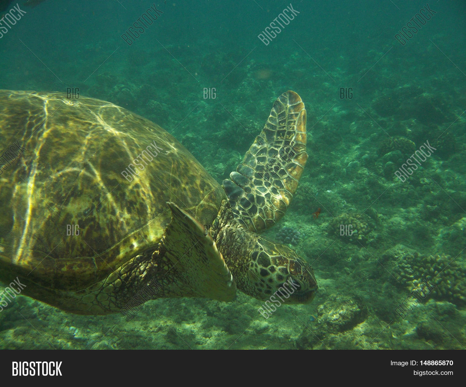 Amazing Sea Turtle Image & Photo (Free Trial) | Bigstock