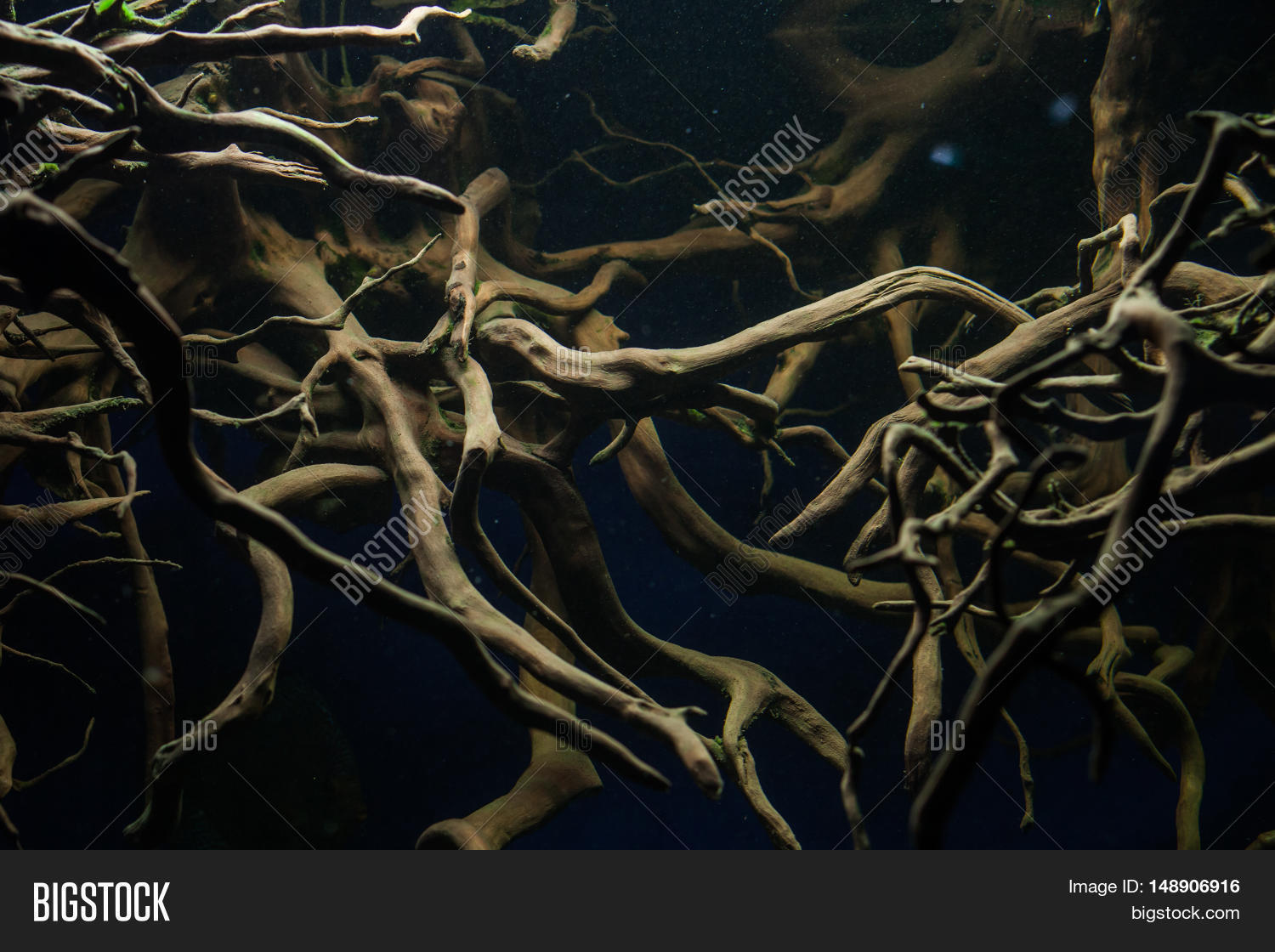 Roots Aquarium Fish Image & Photo (Free Trial) | Bigstock