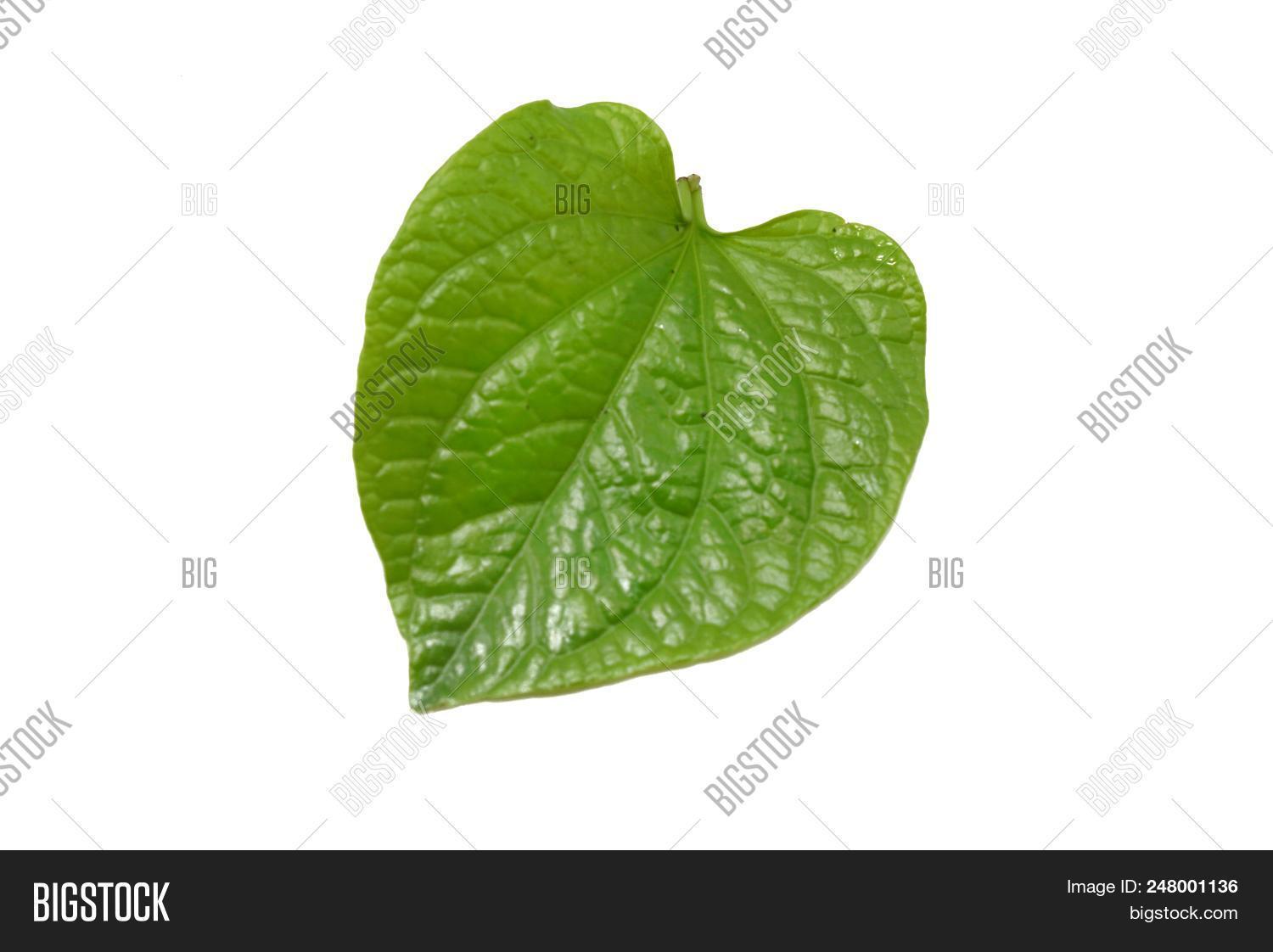 Top View Green Leaves Image & Photo (Free Trial) | Bigstock