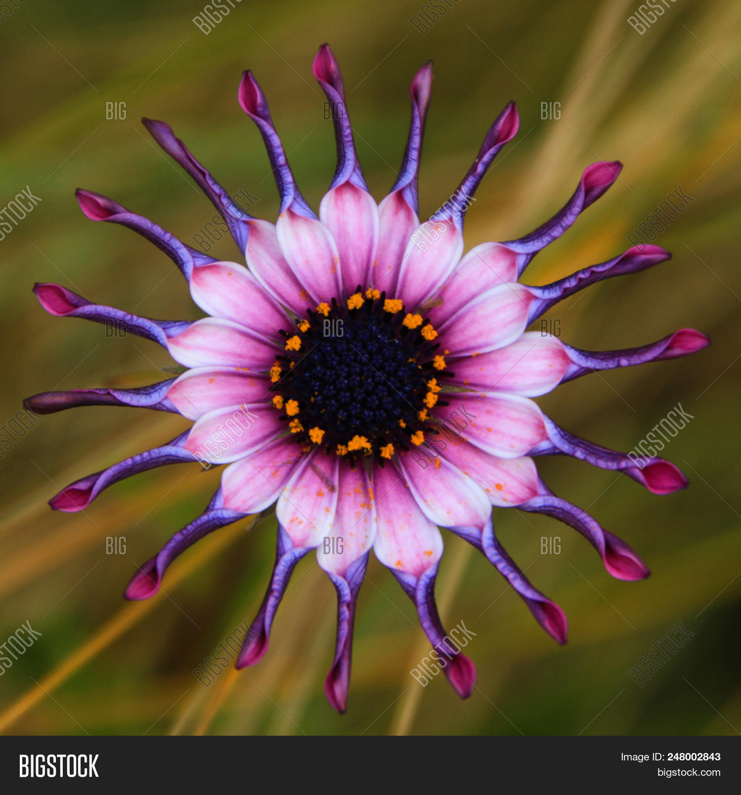 South African Daisy Image & Photo (Free Trial) | Bigstock