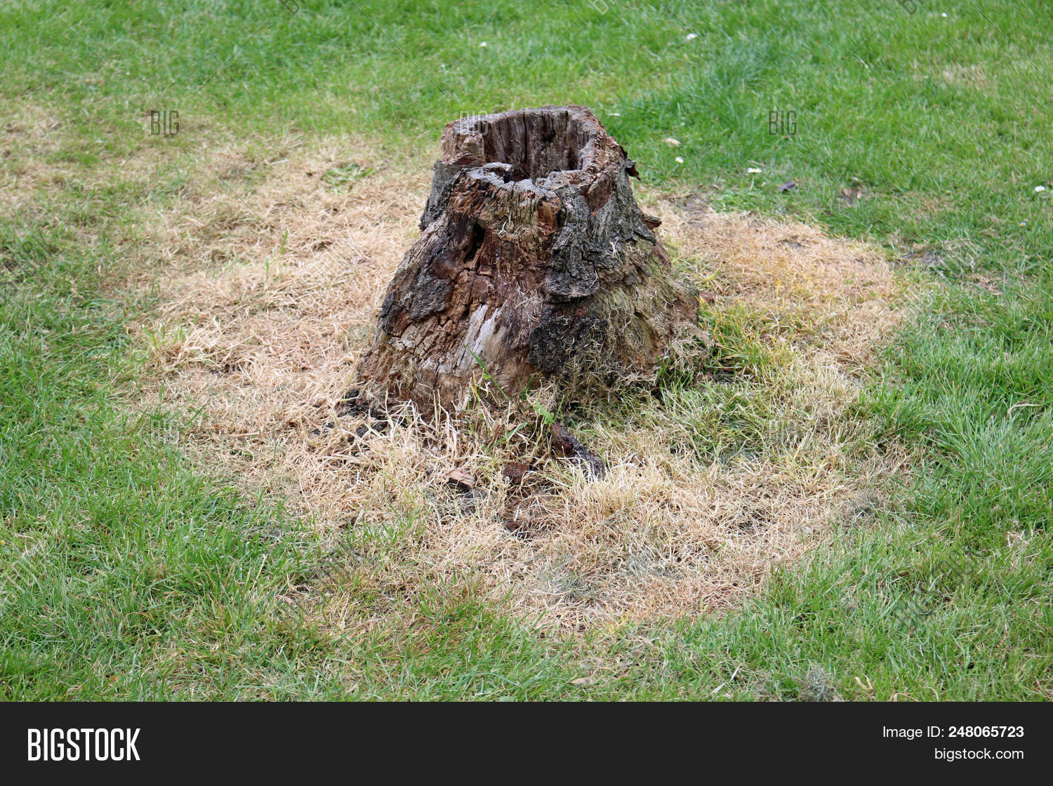 Rotten Tree Stump Image & Photo (Free Trial) | Bigstock
