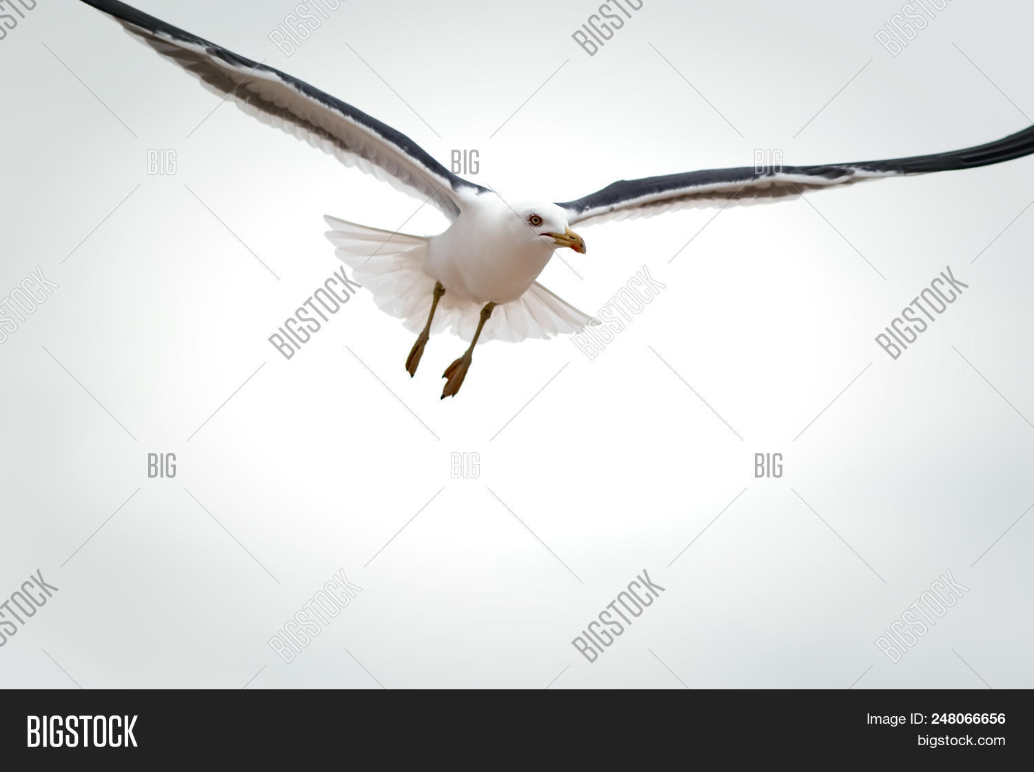 Close- Seagull Flying Image & Photo (Free Trial) | Bigstock