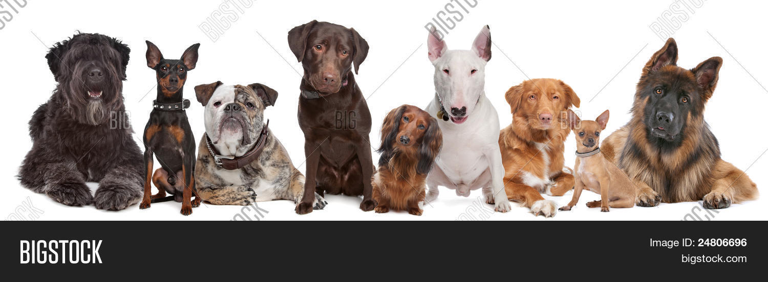 Group Dogs Image & Photo (Free Trial) | Bigstock