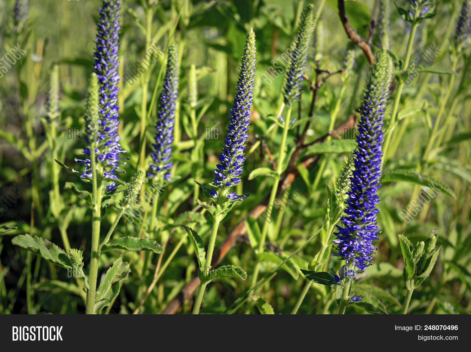 Blue Flowers Veronica Image & Photo (Free Trial) | Bigstock