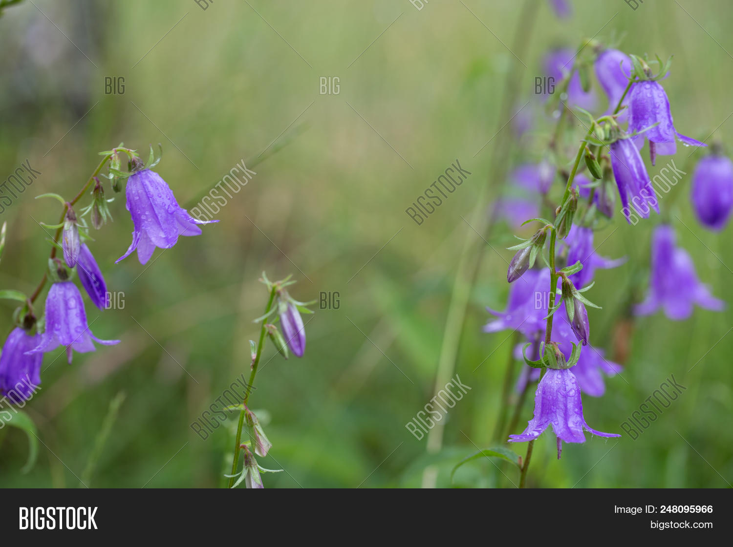 Blue Bell Flowers. Image & Photo (Free Trial) | Bigstock