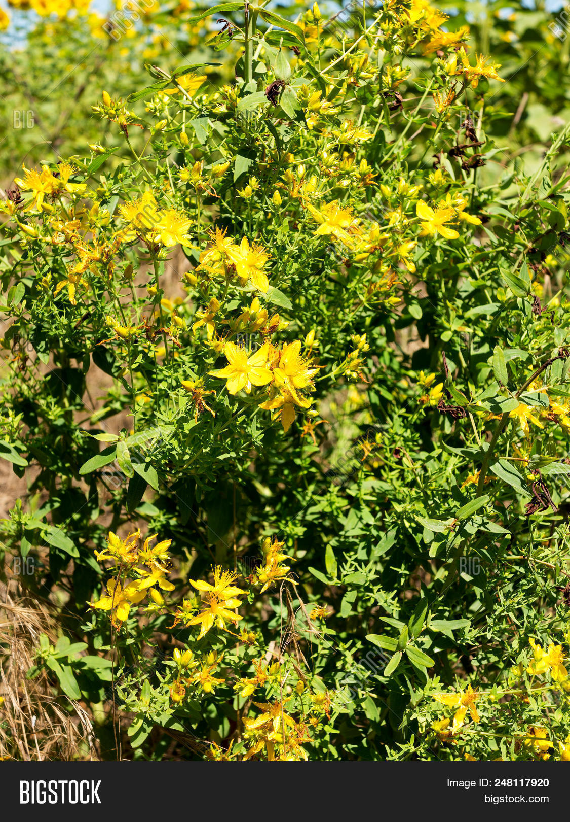 Hypericum Flowers ( Image & Photo (Free Trial) | Bigstock