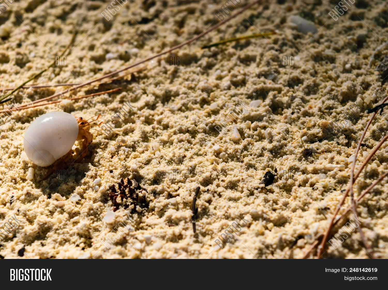 Baby Crab Shell Image & Photo (Free Trial) | Bigstock
