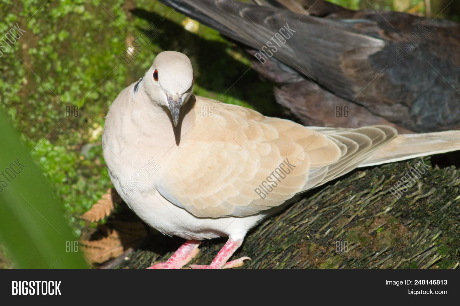 Barbary Dove, Ringed Image & Photo (Free Trial) | Bigstock