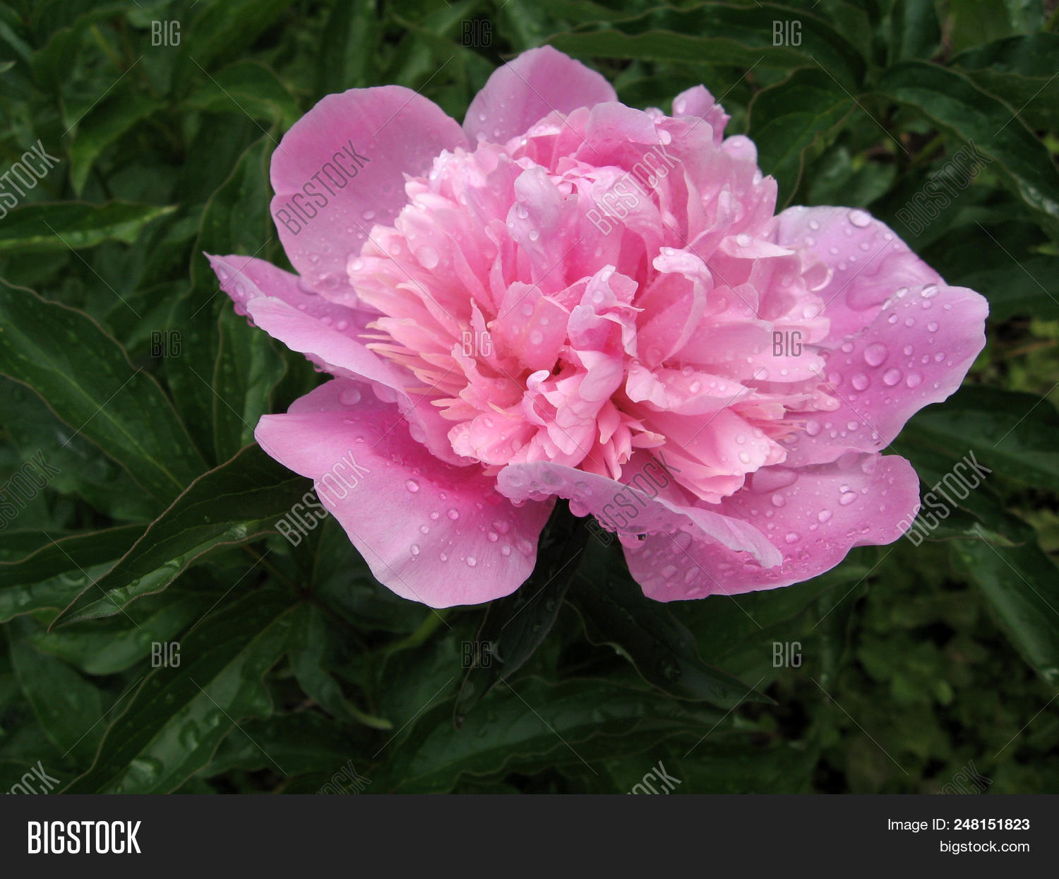 Pink Peonies Garden. Image & Photo (Free Trial) | Bigstock