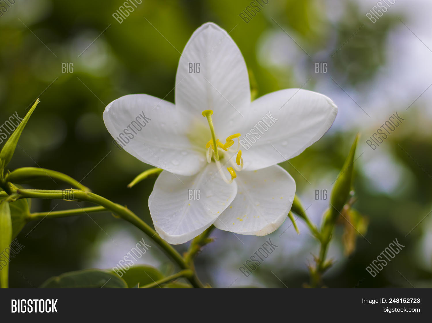 Beautiful Bauhinia Image & Photo (Free Trial) | Bigstock