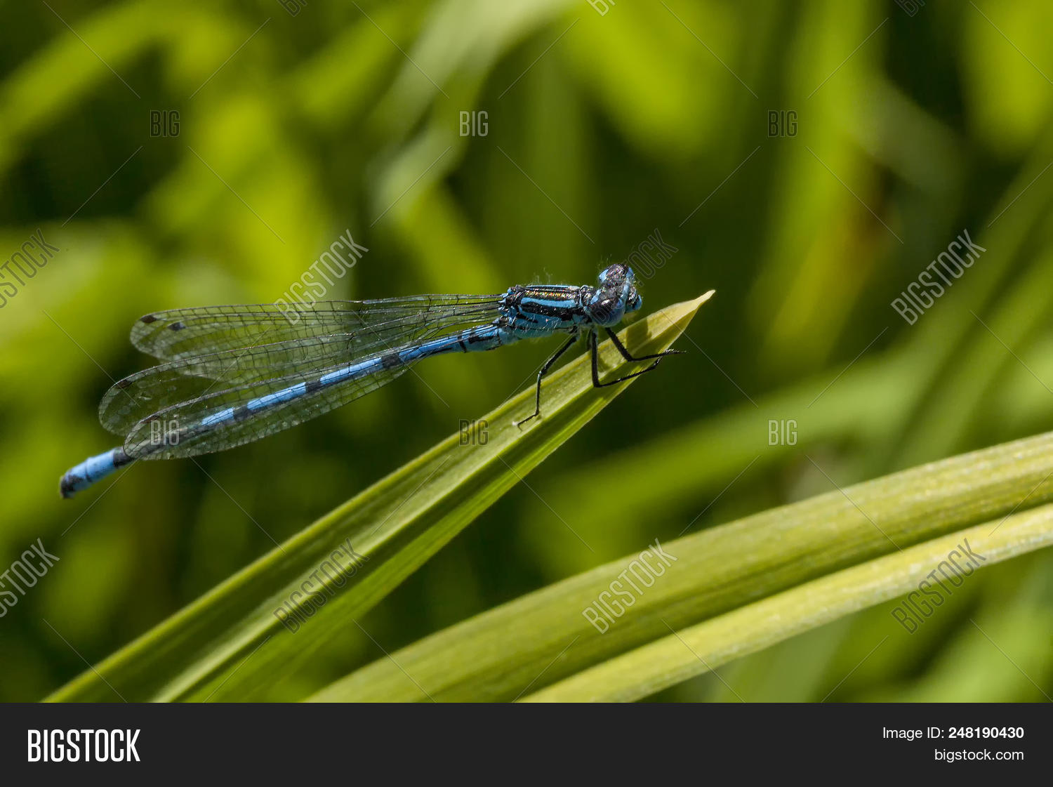 Azure Damselfly Insect Image & Photo (Free Trial) | Bigstock