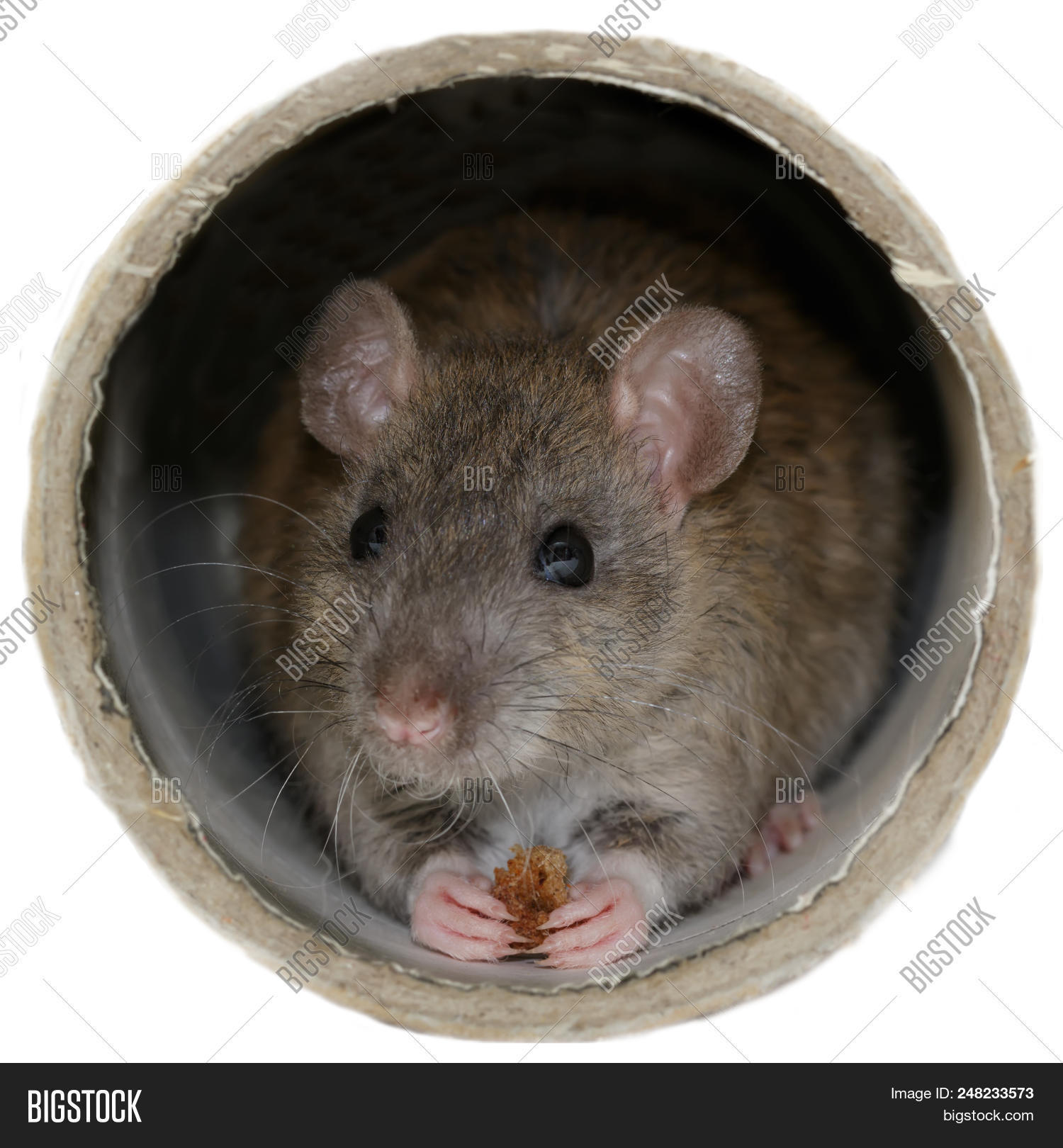 The Young One Of Rat at Lisa Cunningham blog