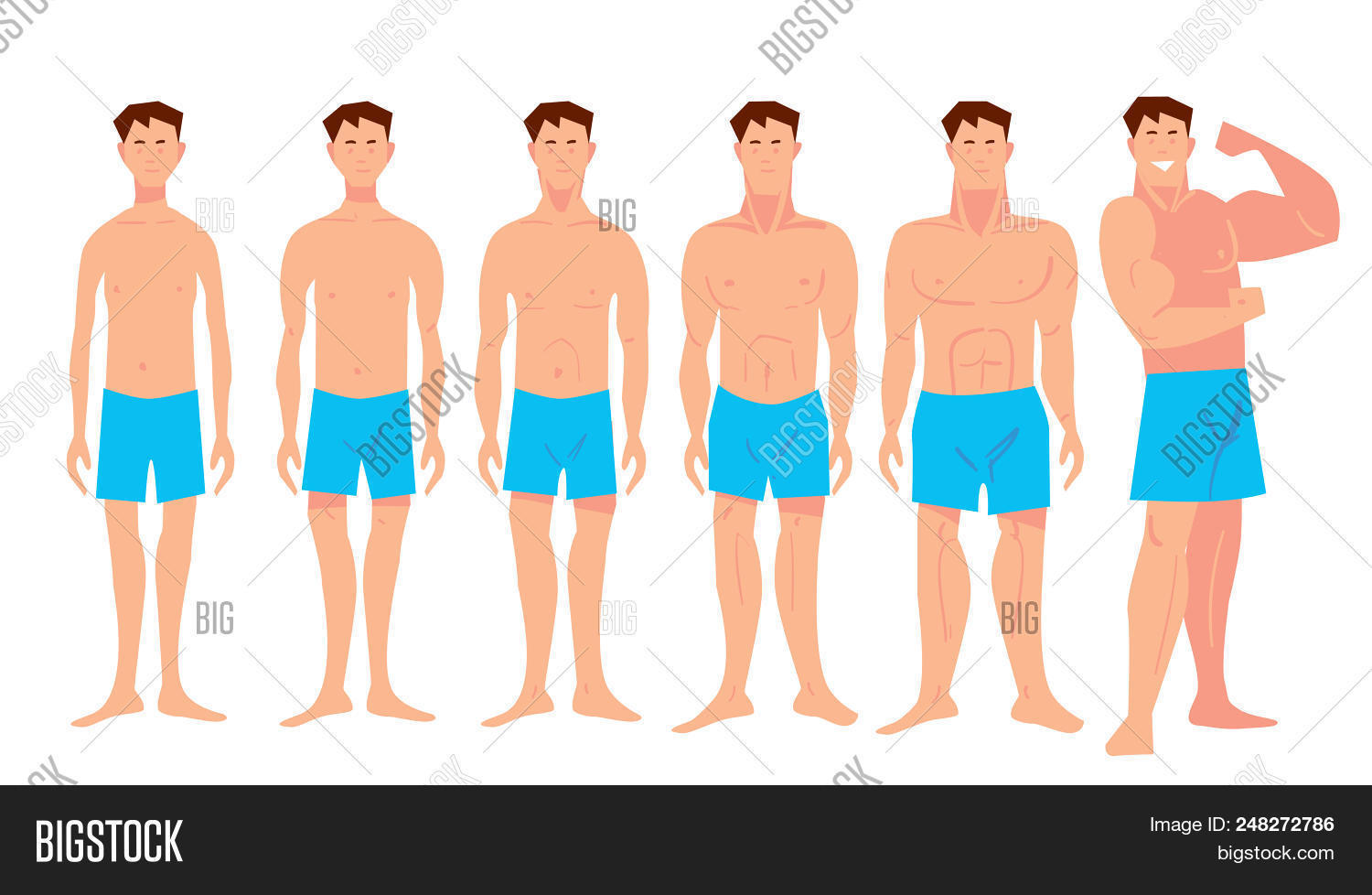 Stages Build Muscle. Image & Photo (Free Trial) | Bigstock