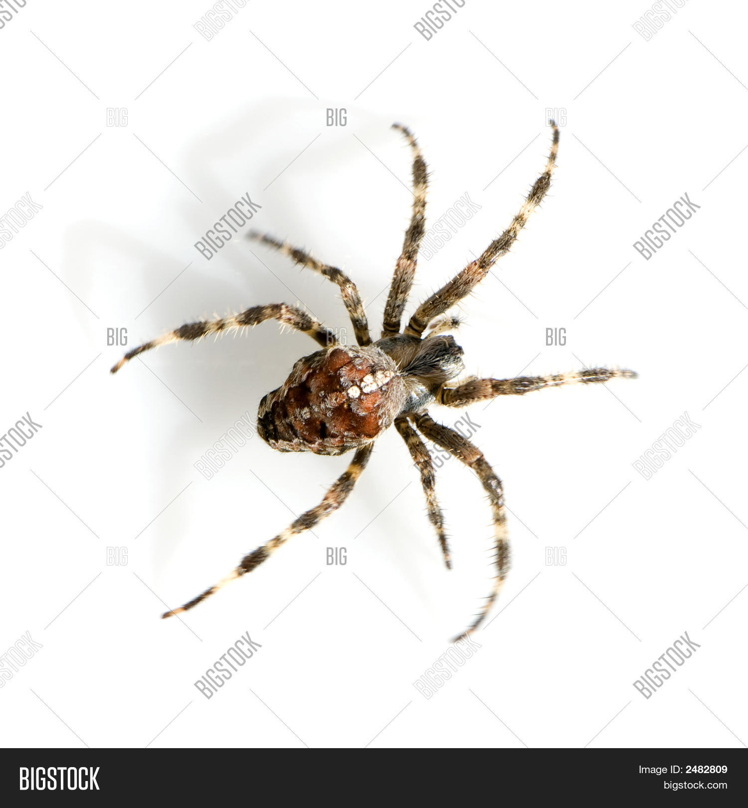 Spider Image & Photo (Free Trial) | Bigstock