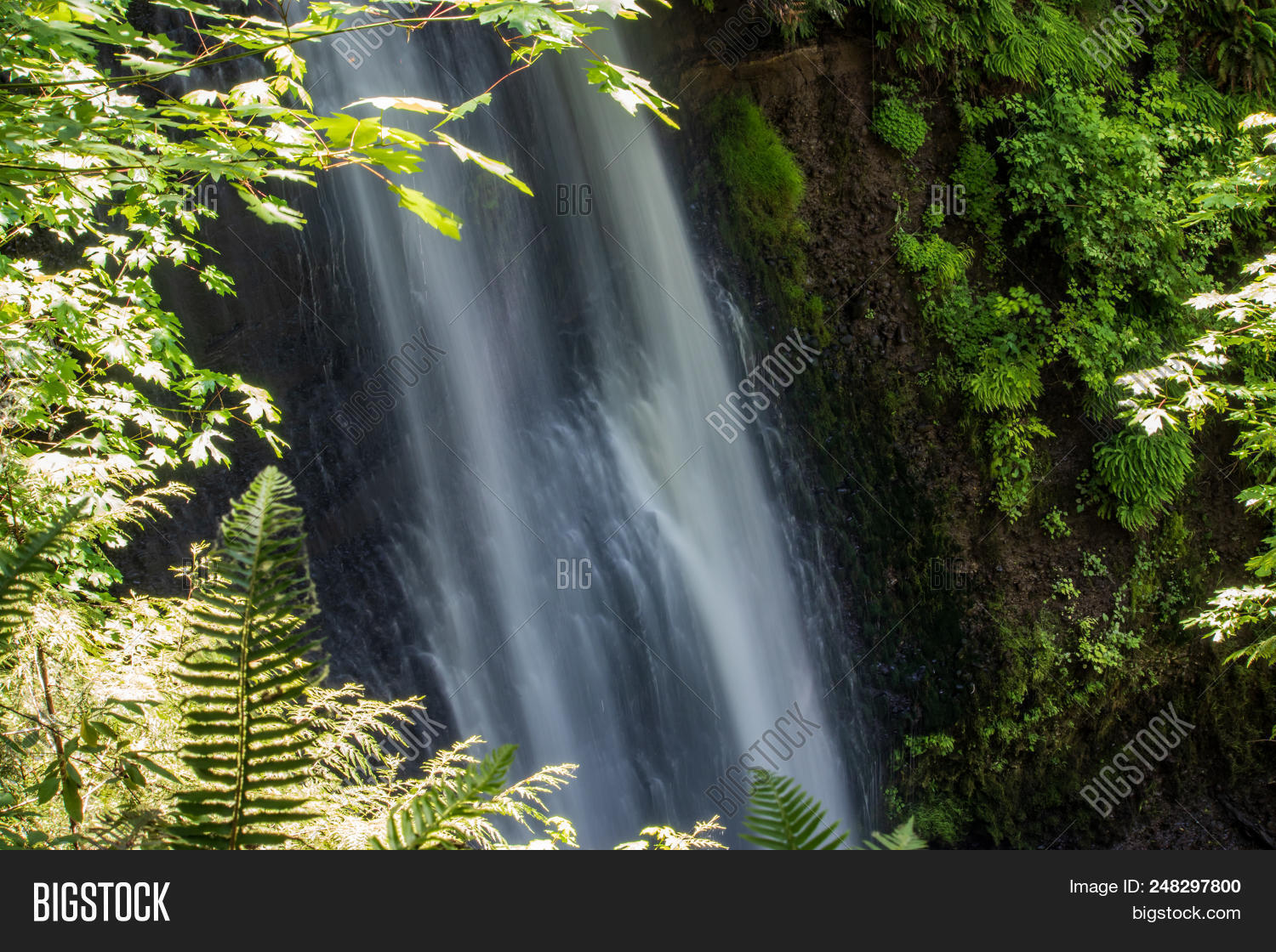 Waterfall Large Leaf Image & Photo (Free Trial) | Bigstock