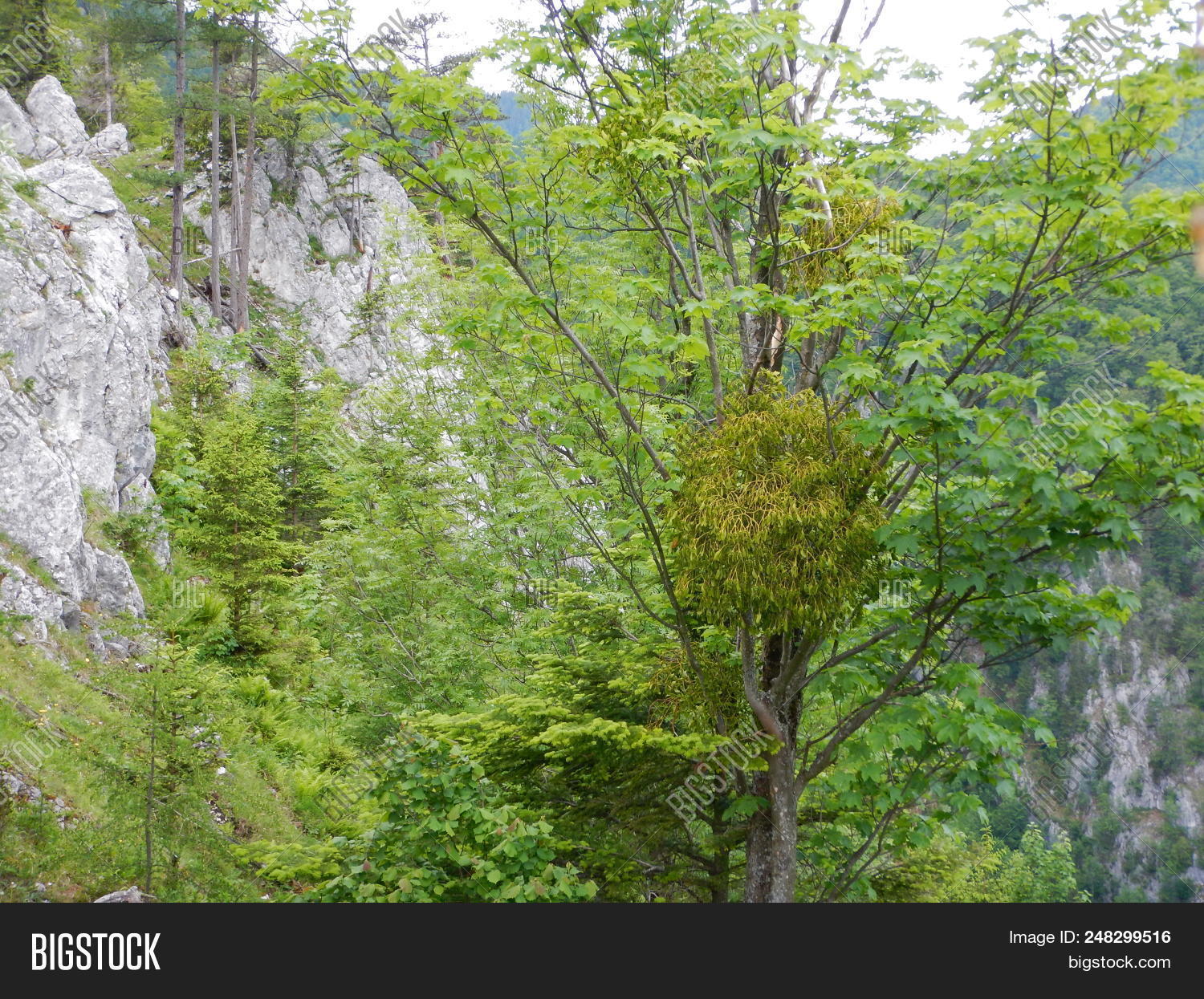 Pine Tree On Rock Image & Photo (Free Trial) | Bigstock