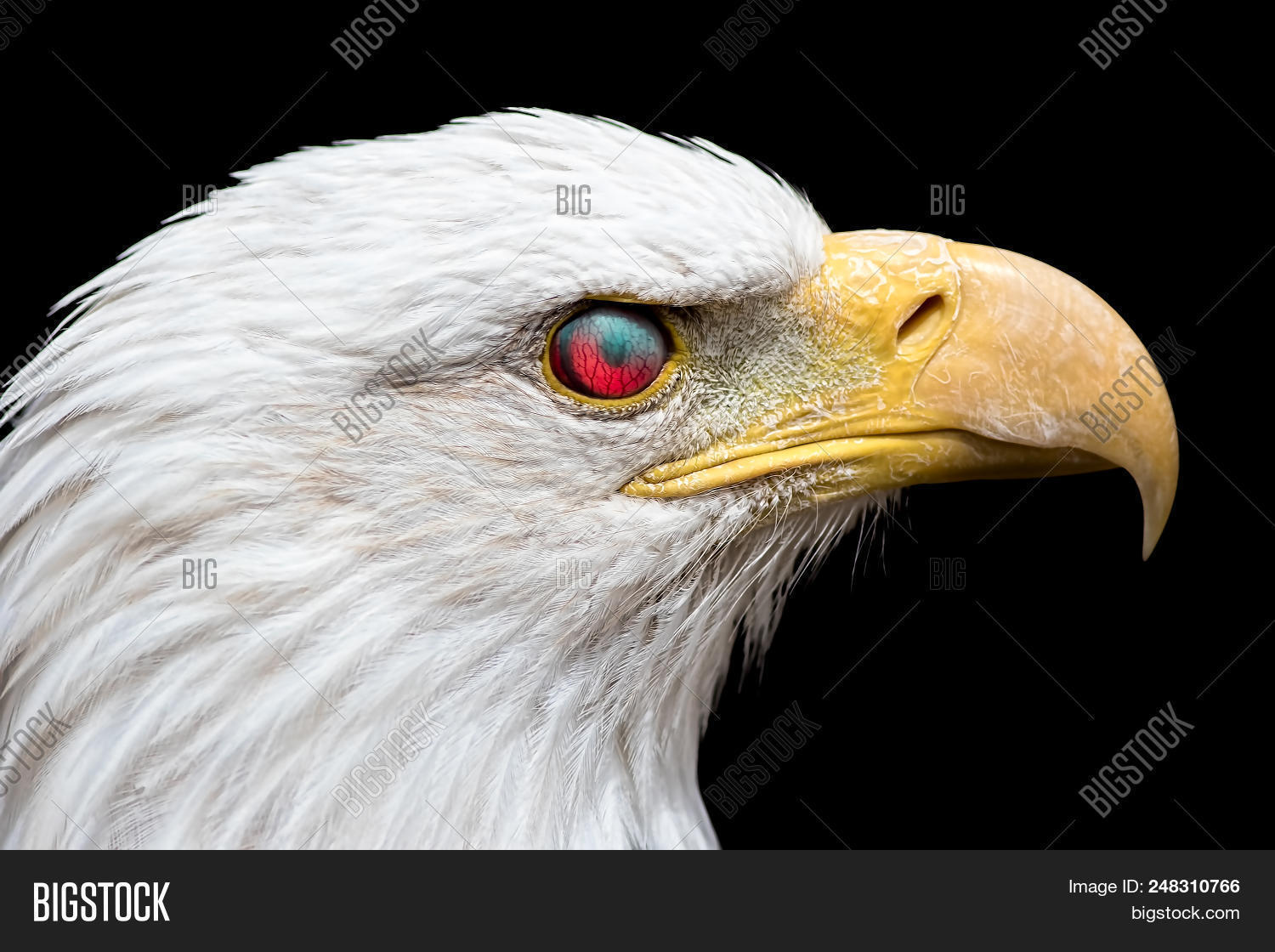 Angry American Bald Image & Photo (Free Trial) | Bigstock