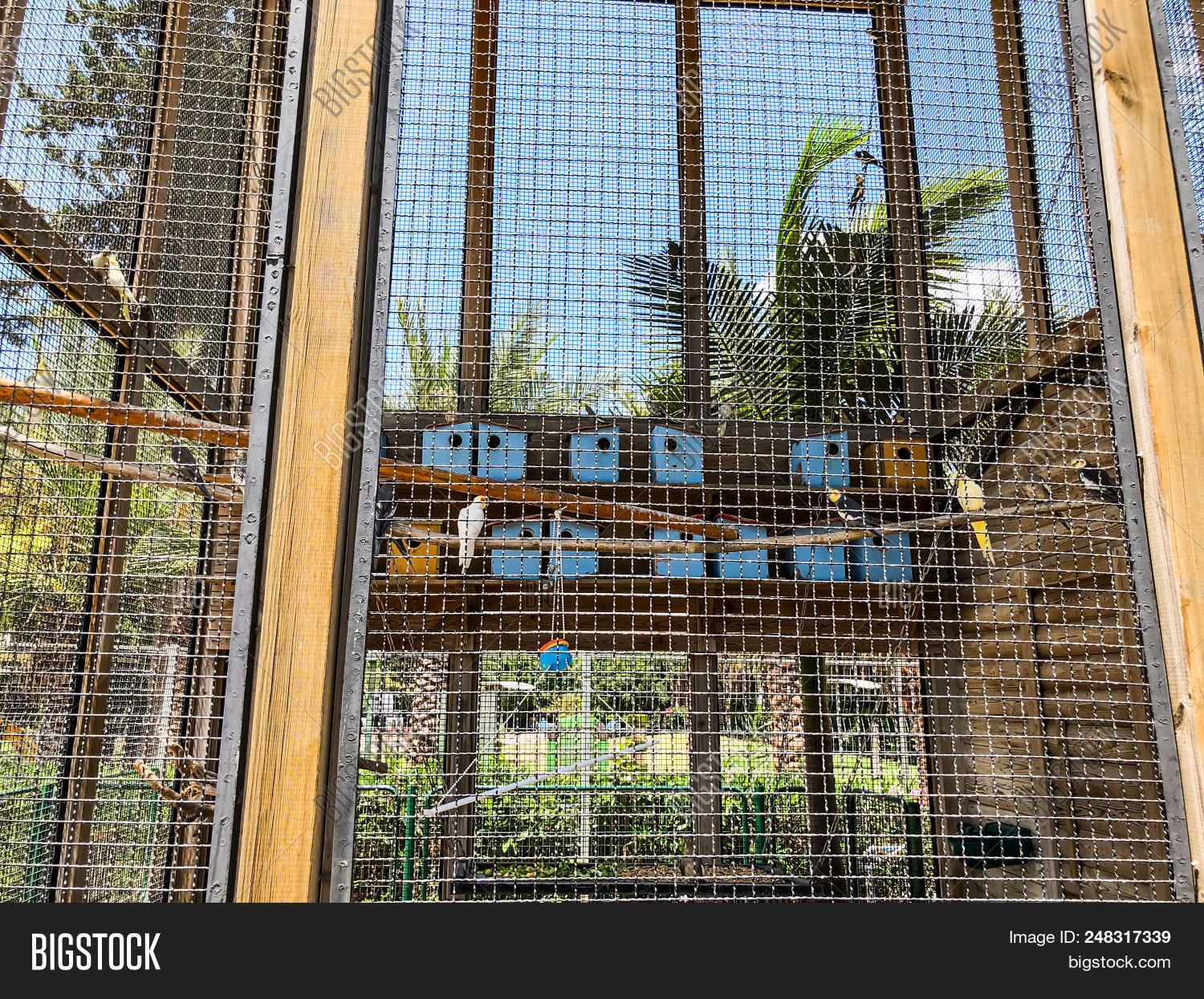 Big Bird Shelter Bird Image & Photo (Free Trial) | Bigstock
