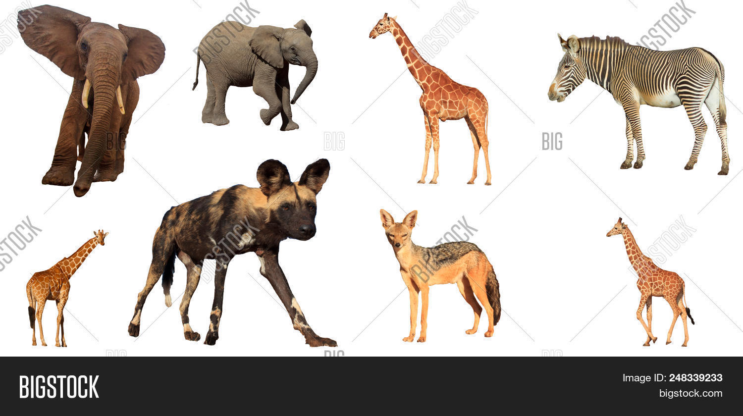 African Wildlife Image & Photo (Free Trial) | Bigstock