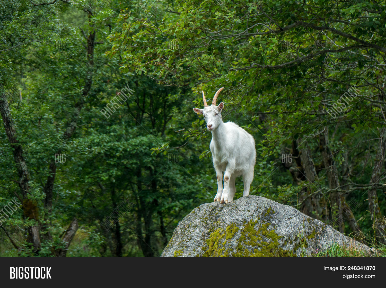 Goat Standing On Stone Image & Photo (Free Trial) | Bigstock