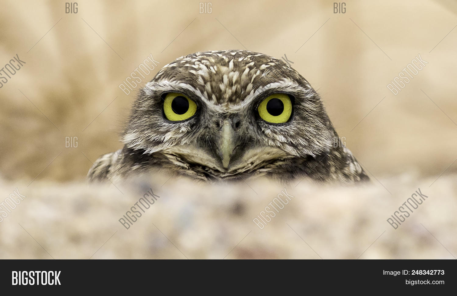 Burrowing Owl Arizona Image & Photo (Free Trial) | Bigstock
